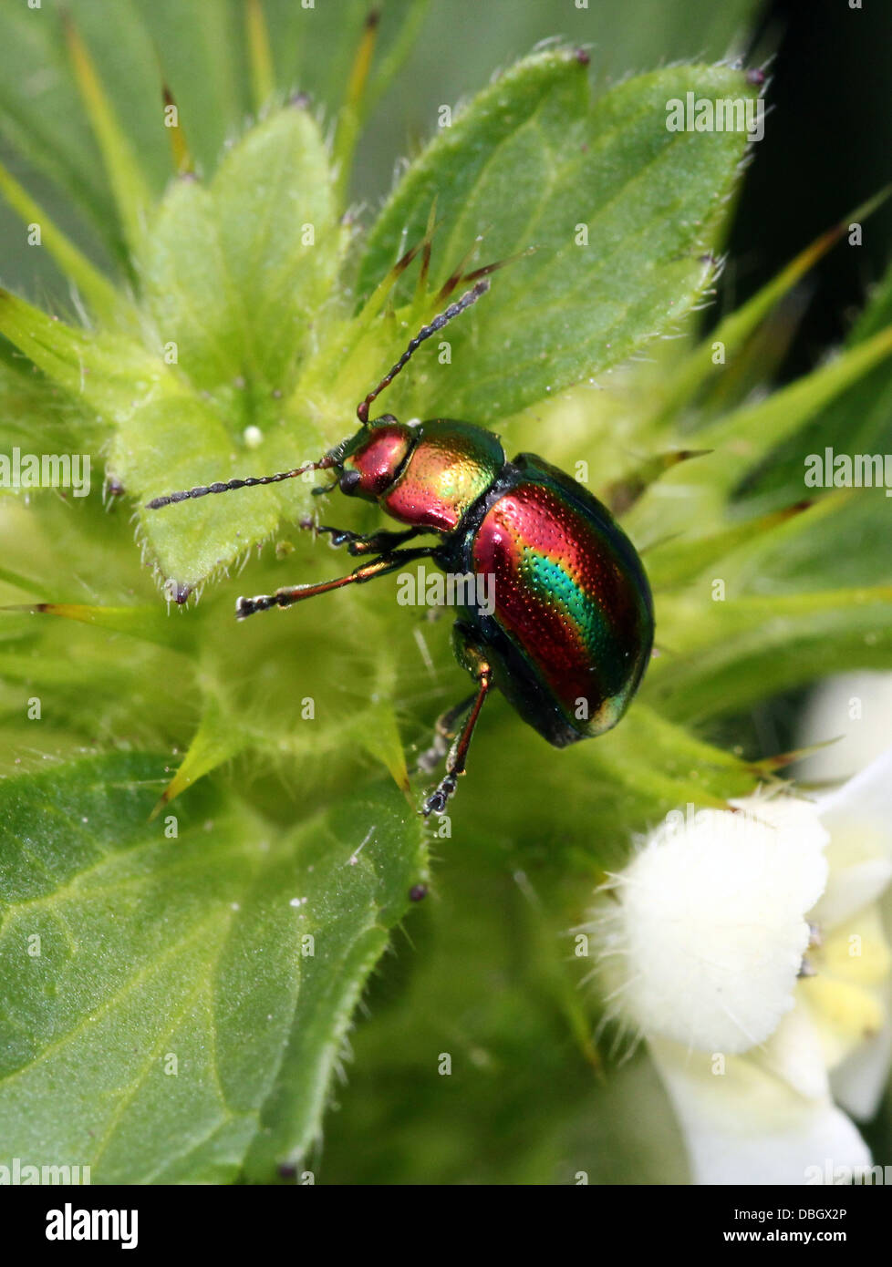 Mint leaf beetle hi-res stock photography and images - Alamy