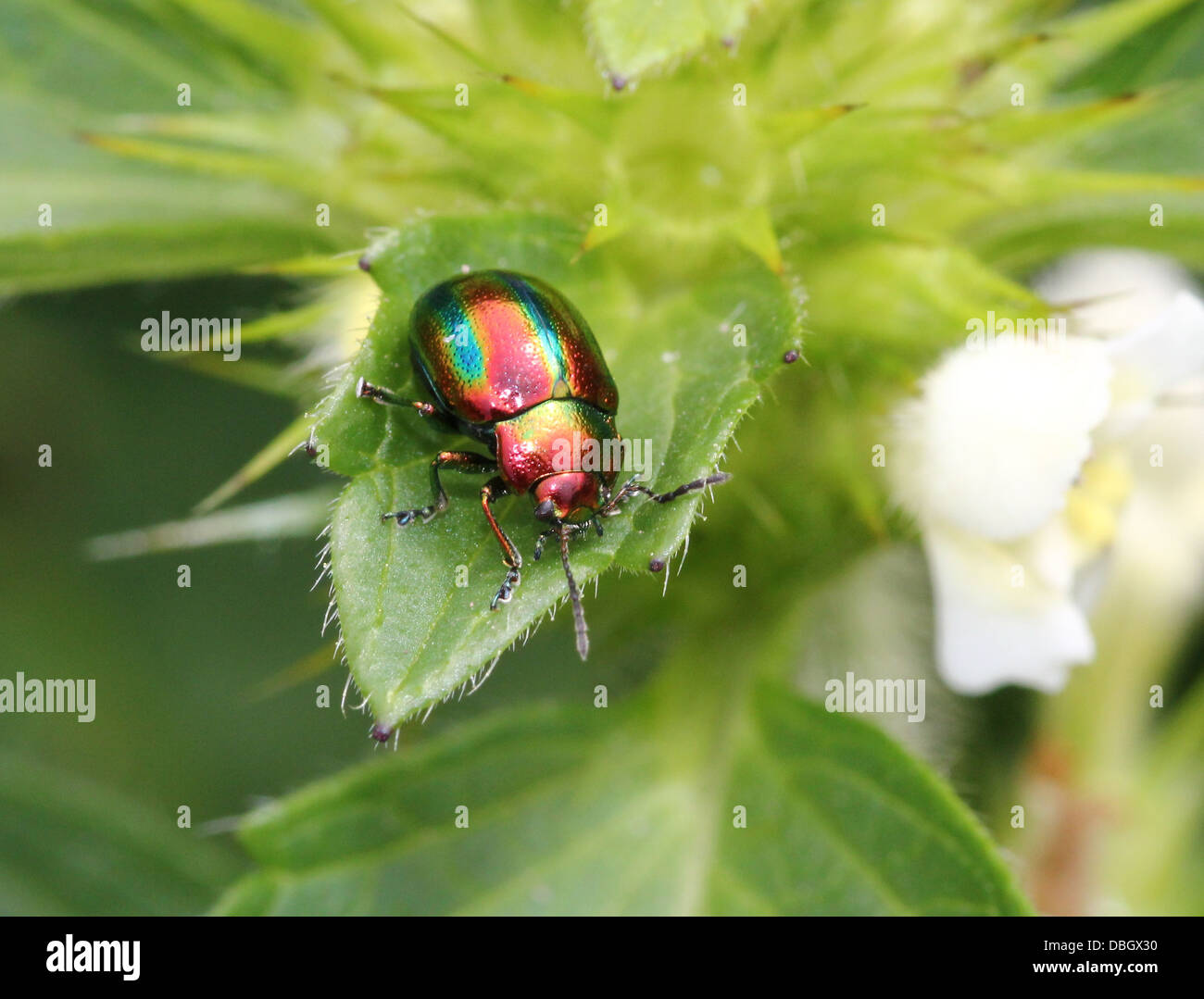 Shiny beetle hi-res stock photography and images - Alamy