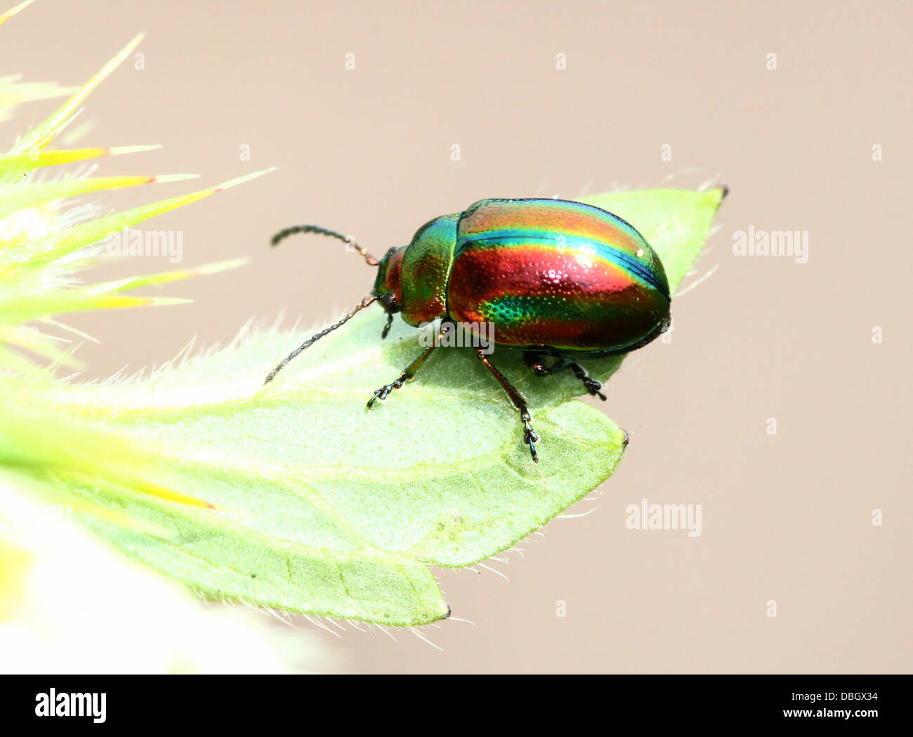 European Mint Leaf Beetle (Chrysolina herbacea Stock Photo - Alamy