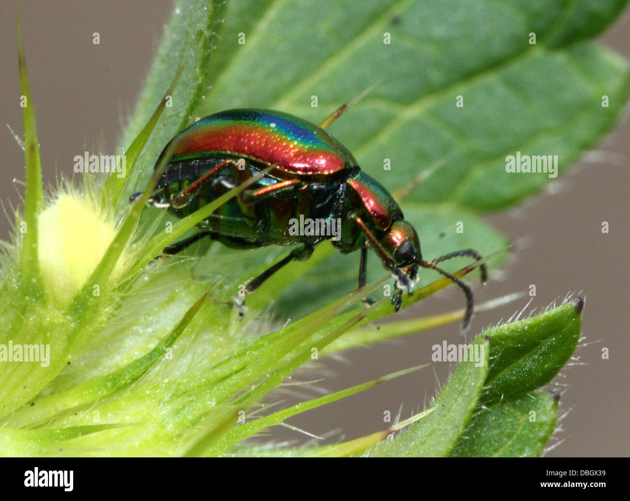 Mint Leaf Beetle High Resolution Stock Photography and Images - Alamy