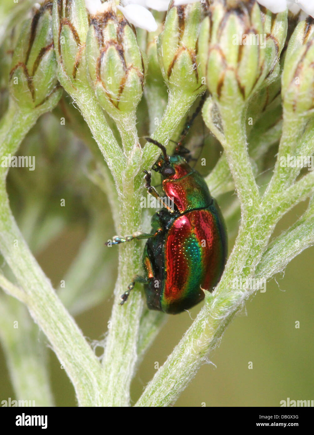 Mint leaf beetle hi-res stock photography and images - Alamy
