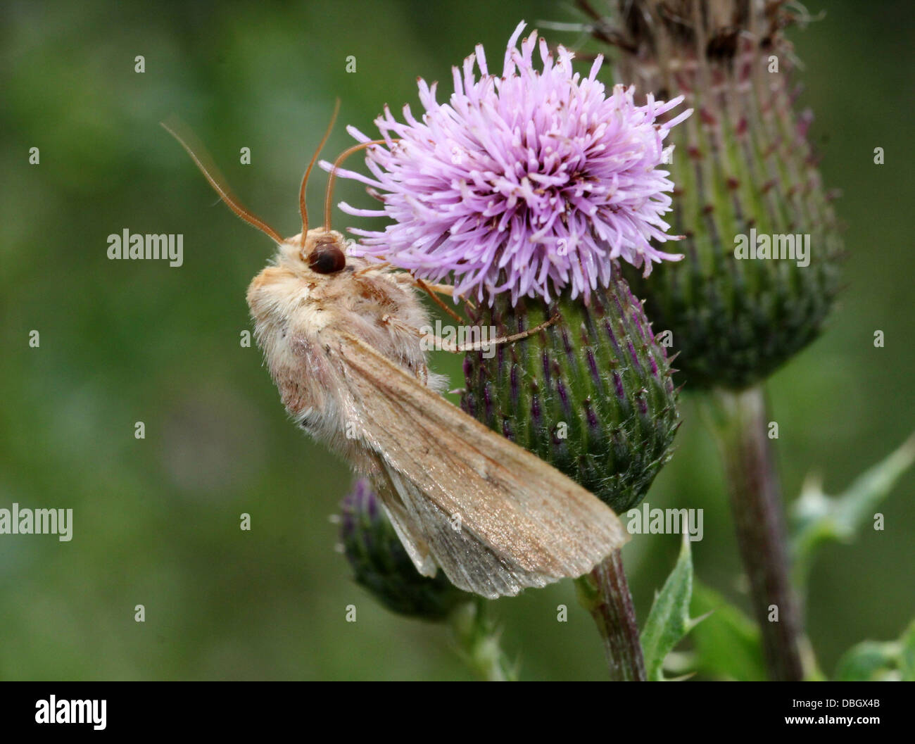 Clay moth mythimna ferrago hi-res stock photography and images - Alamy