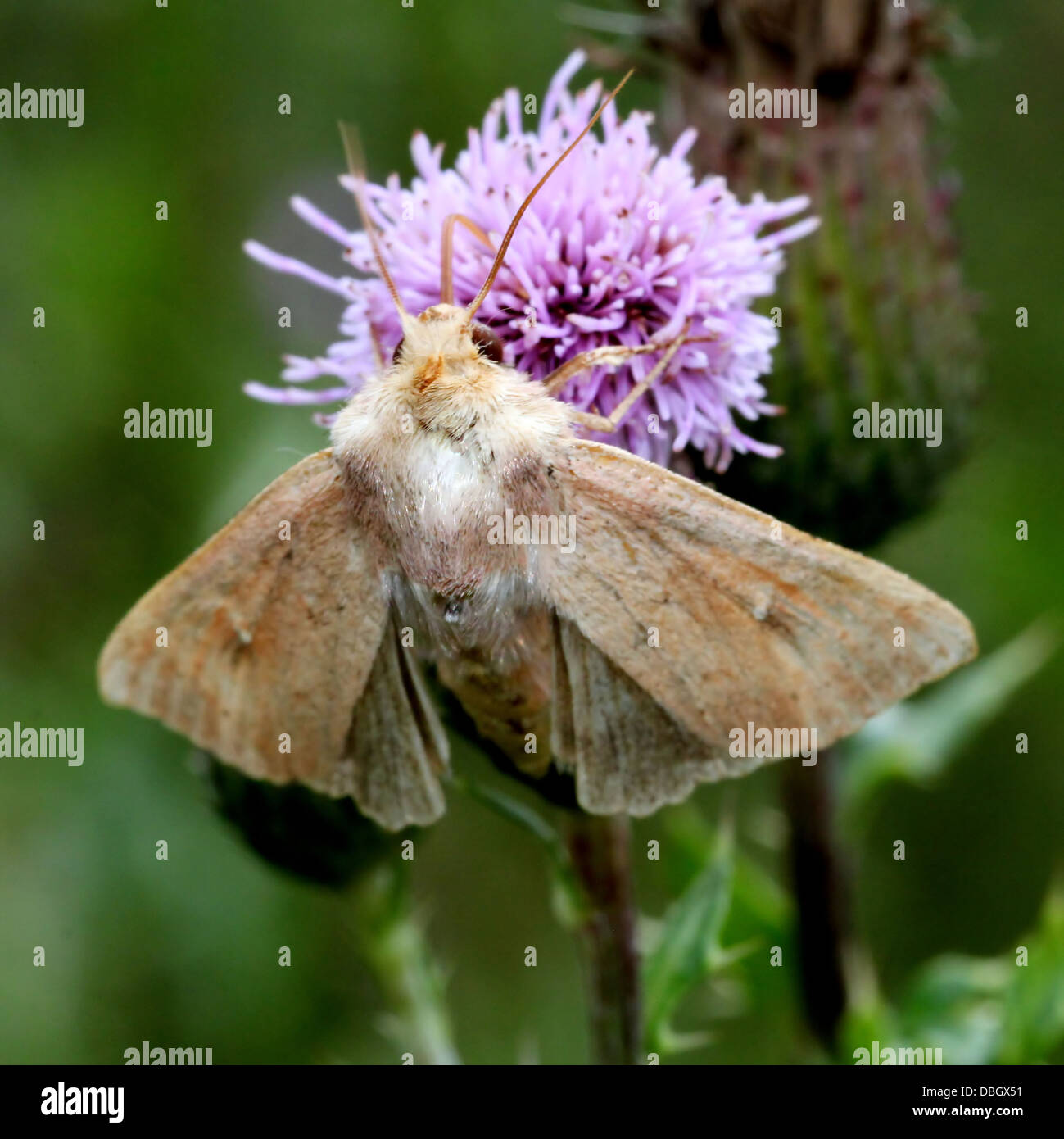 Macro image of a Clay moth (Mythimna ferrago, Aletia ferrago) posing ...