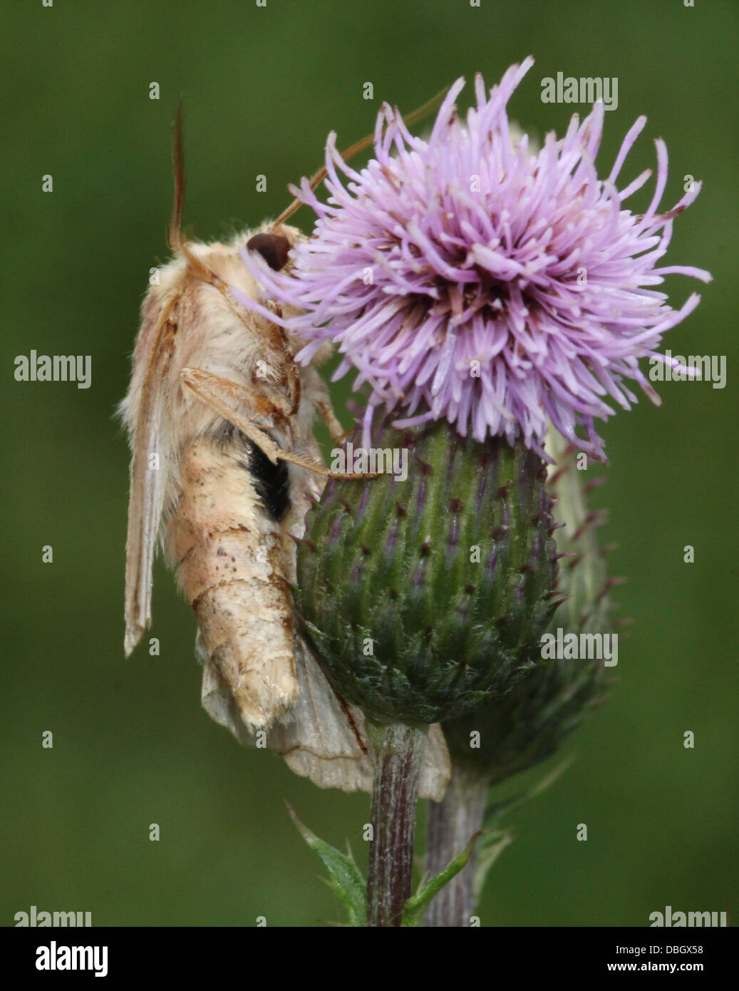 Clay moth mythimna ferrago hi-res stock photography and images - Alamy