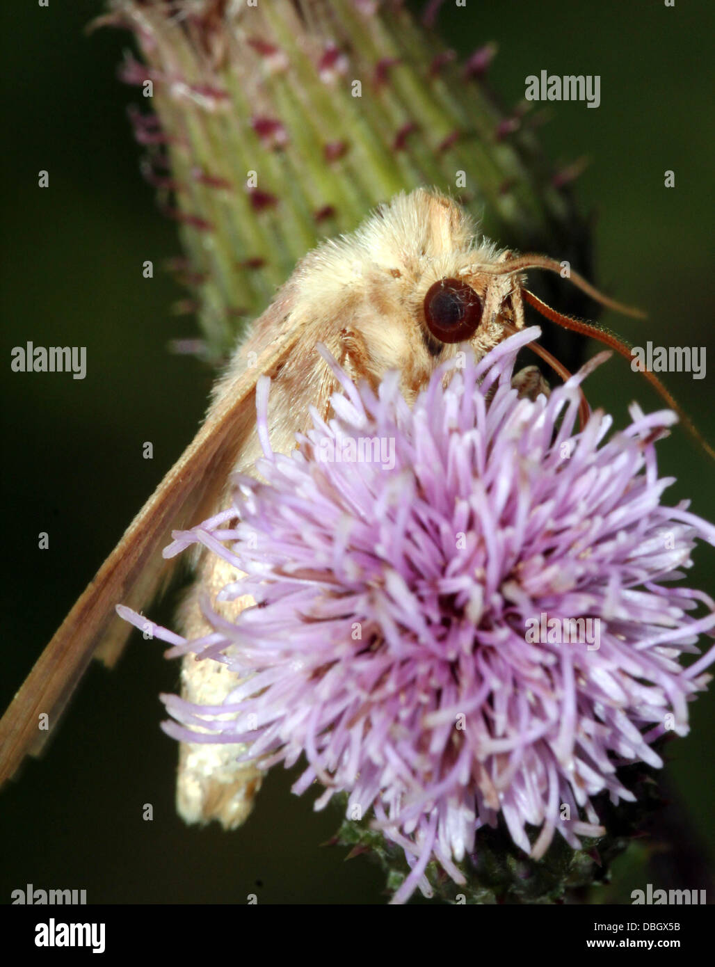 Macro image of a Clay moth (Mythimna ferrago, Aletia ferrago) posing ...