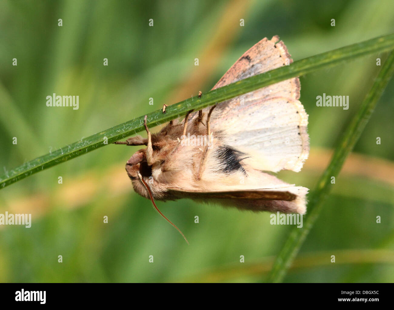 The clay moth hi-res stock photography and images - Alamy