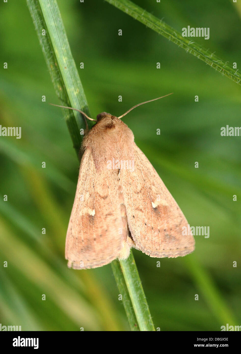 Clay moth hi-res stock photography and images - Alamy