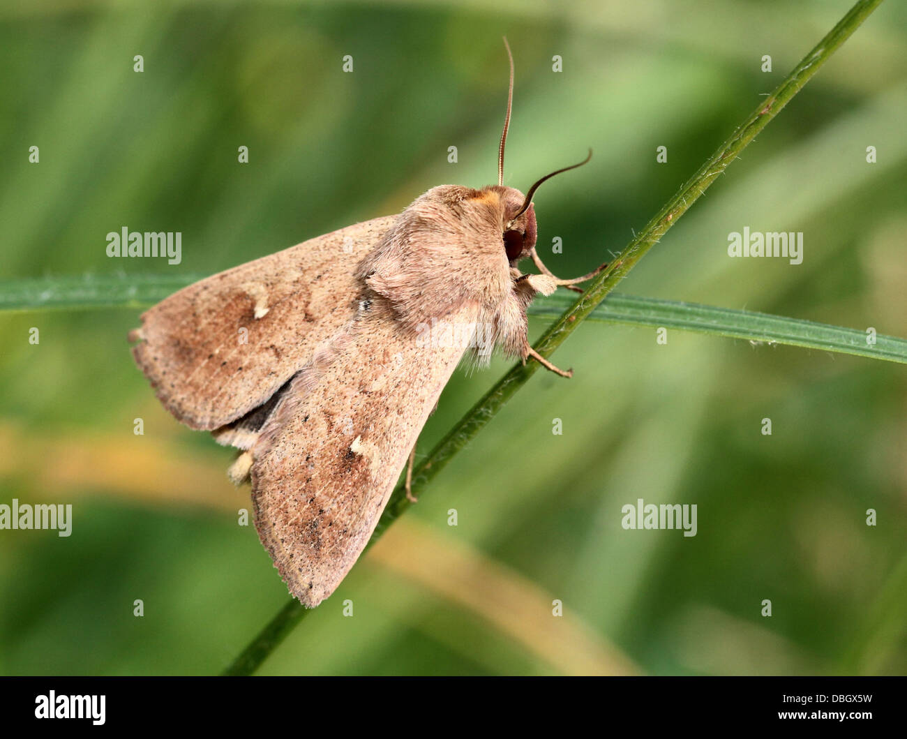 The clay moth hi-res stock photography and images - Alamy