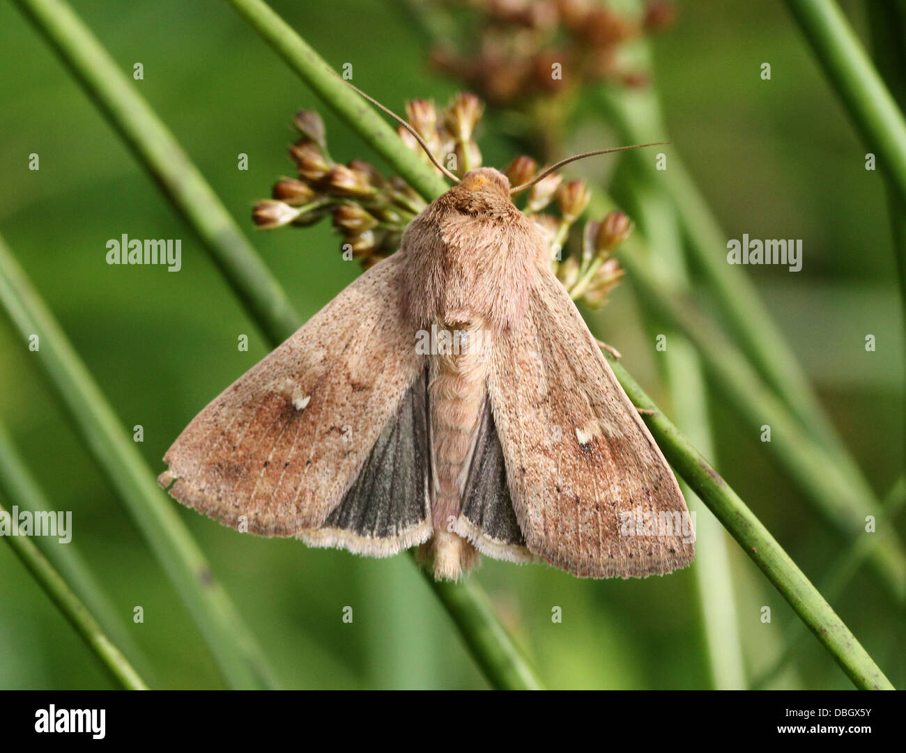 Clay moth mythimna ferrago hi-res stock photography and images - Alamy