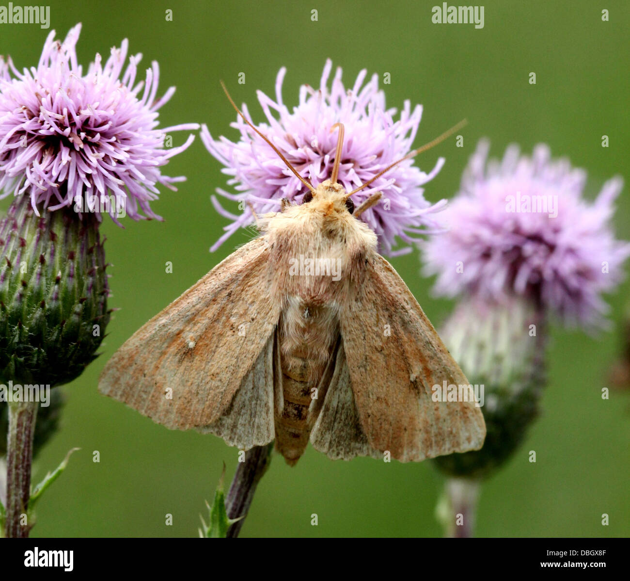 Clay moth mythimna ferrago hi-res stock photography and images - Alamy
