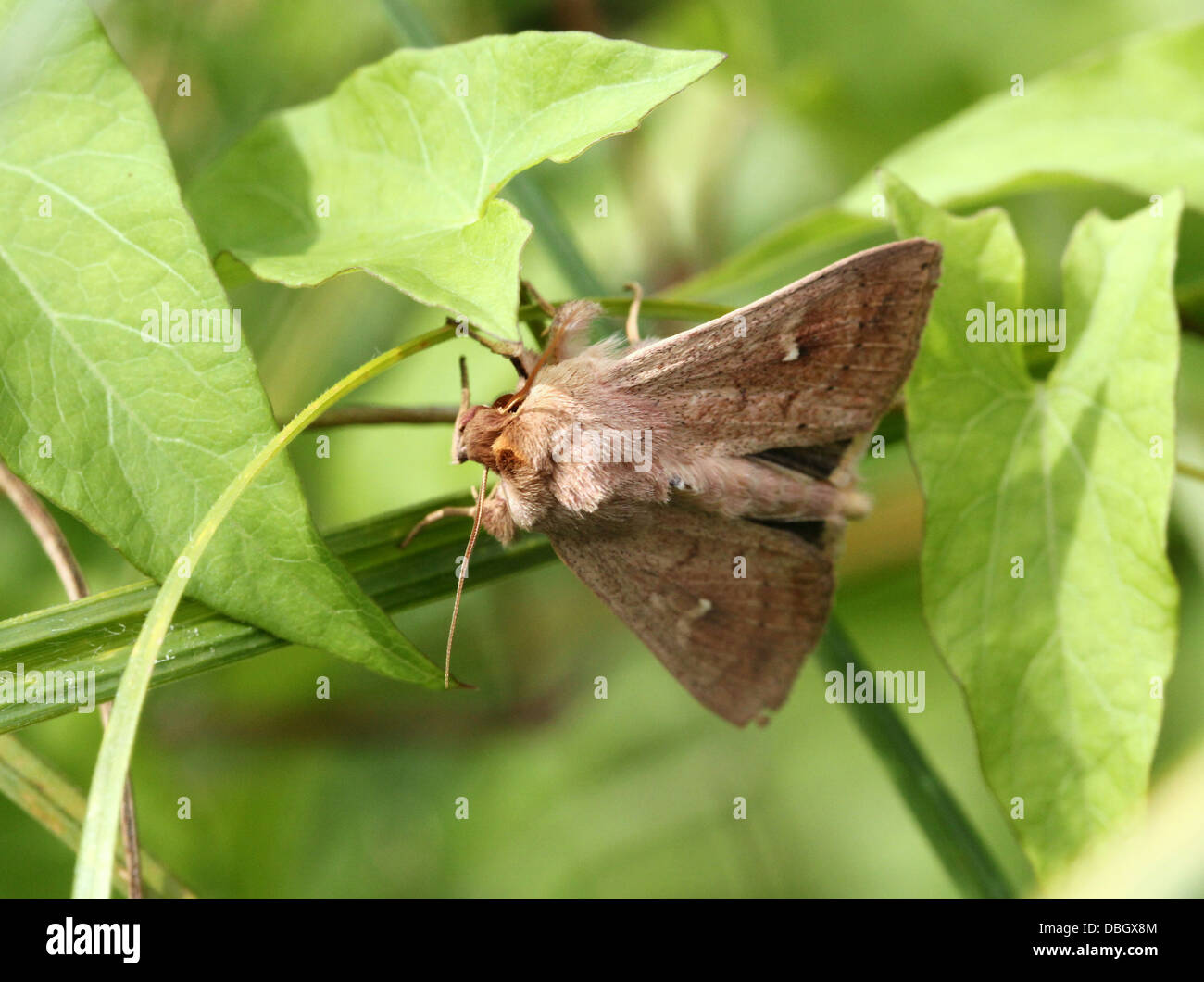 The clay moth hi-res stock photography and images - Alamy