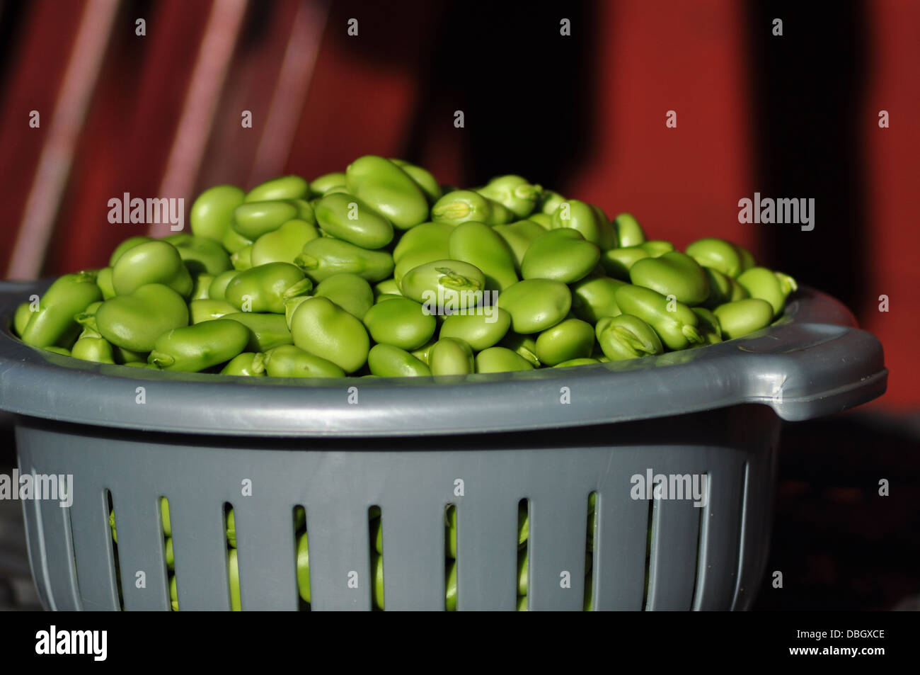 home grown broad beans, shelled Stock Photo - Alamy