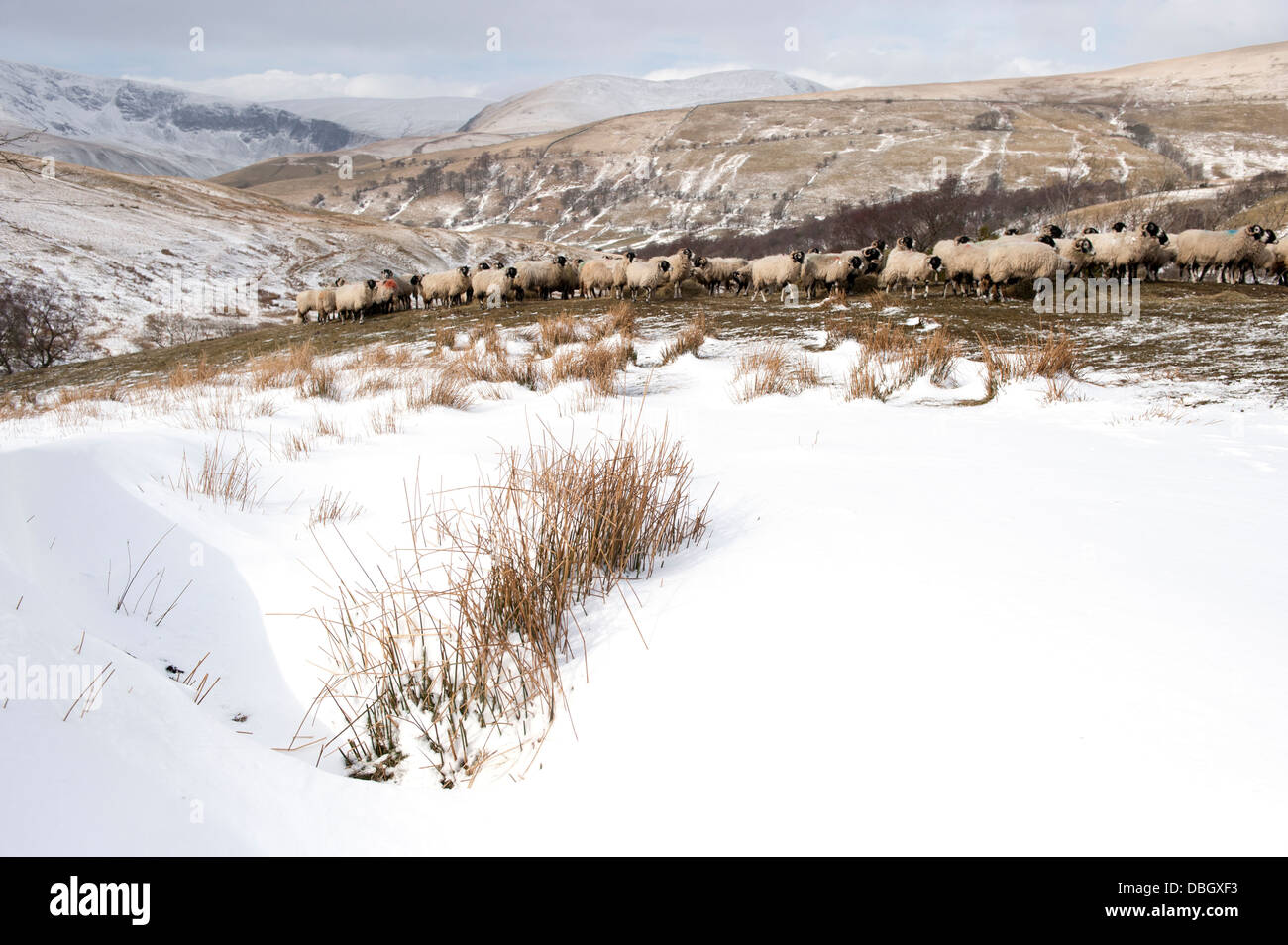 Sheep eating hay after snowstorm, where shepherd has gathered them into ...