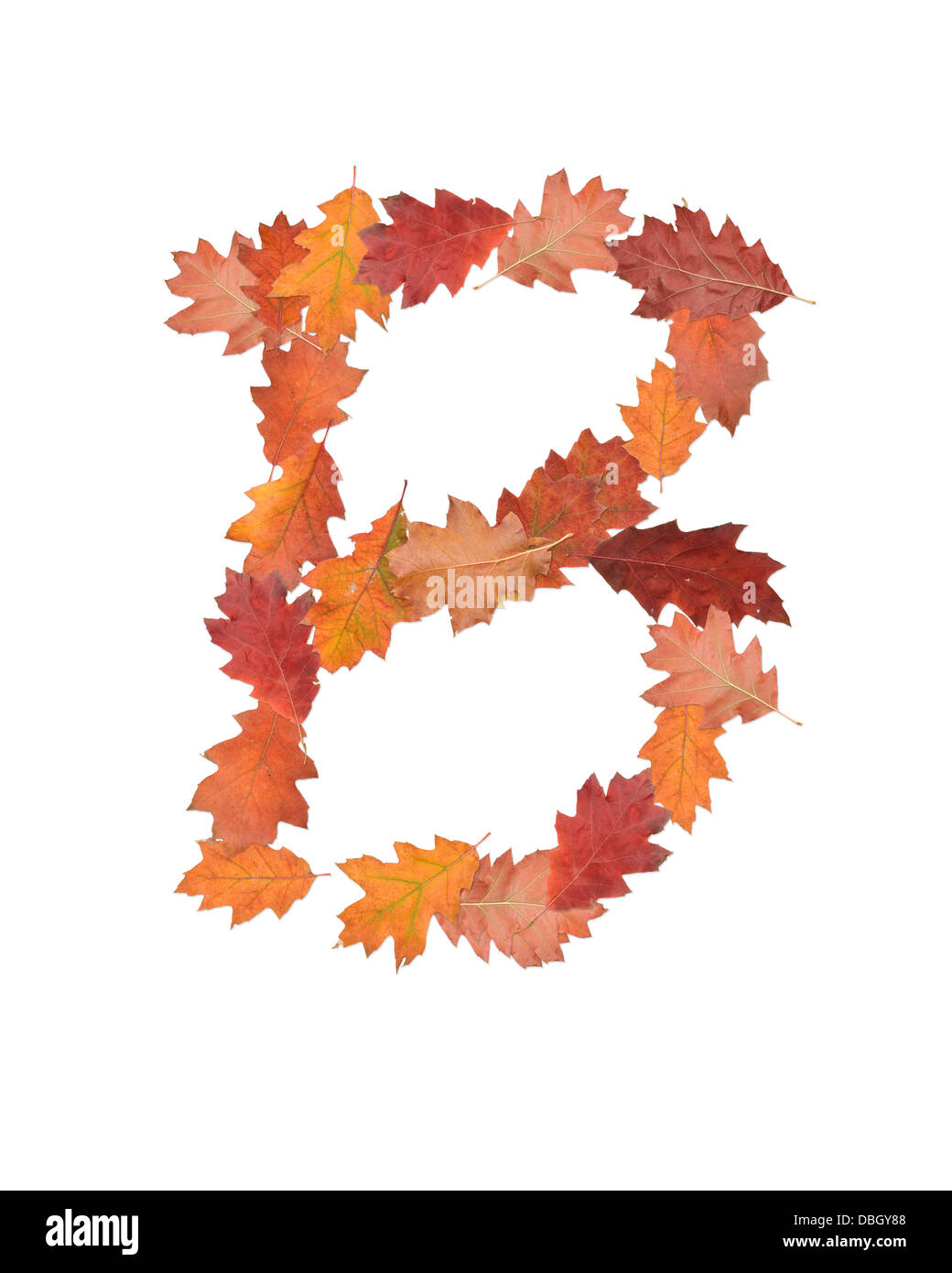 Letter b oak leaf hi-res stock photography and images - Alamy