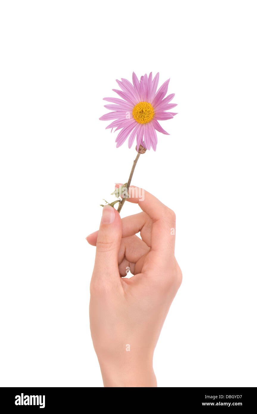 Daisy in the woman's hand Stock Photo - Alamy
