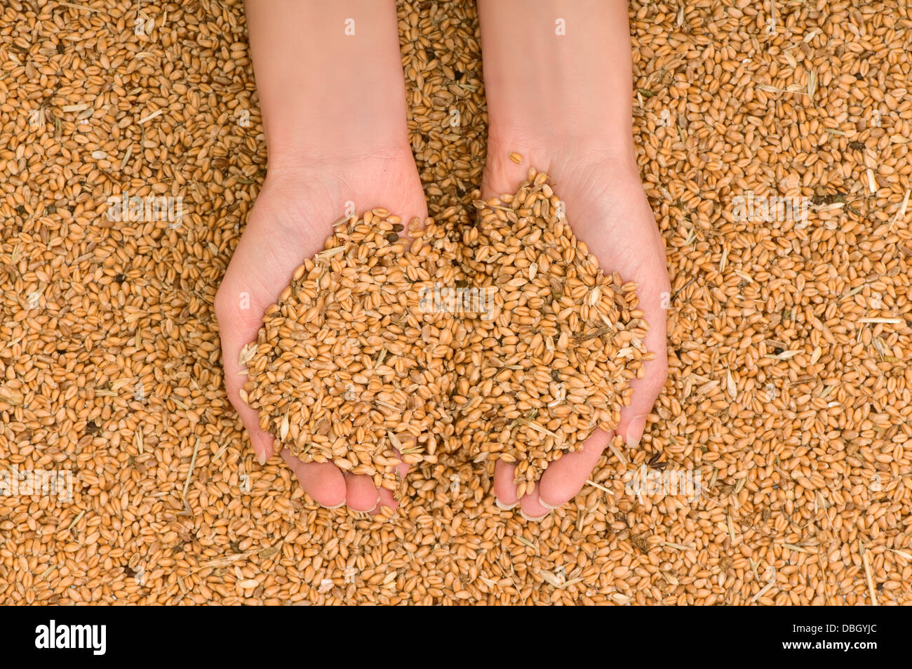 handful of grains in the hands Stock Photo - Alamy