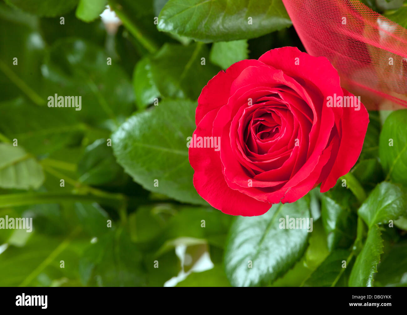 One red rose isolated on a background of green leaves Stock Photo - Alamy
