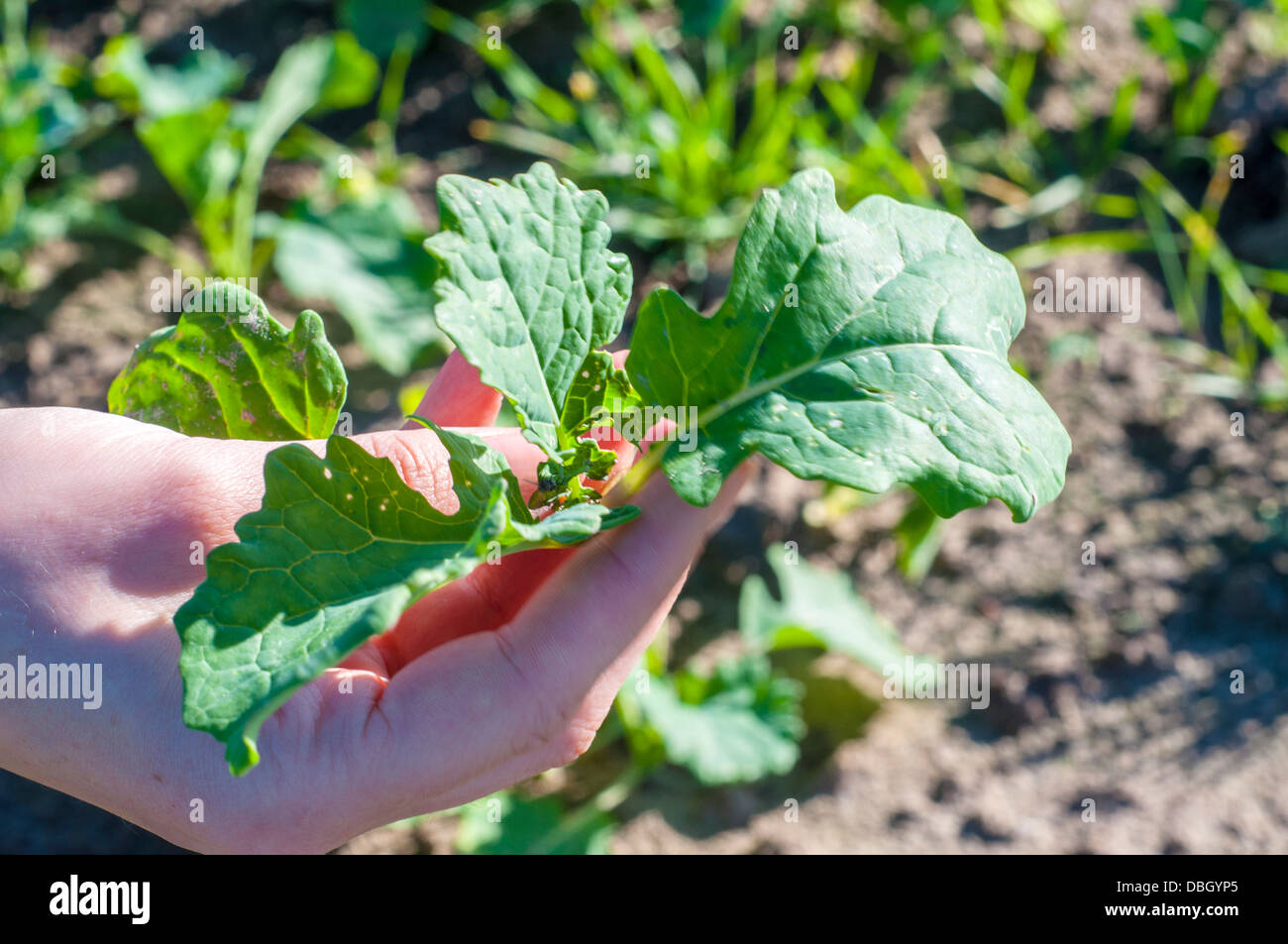 An image of rapeseed plant Stock Photo - Alamy