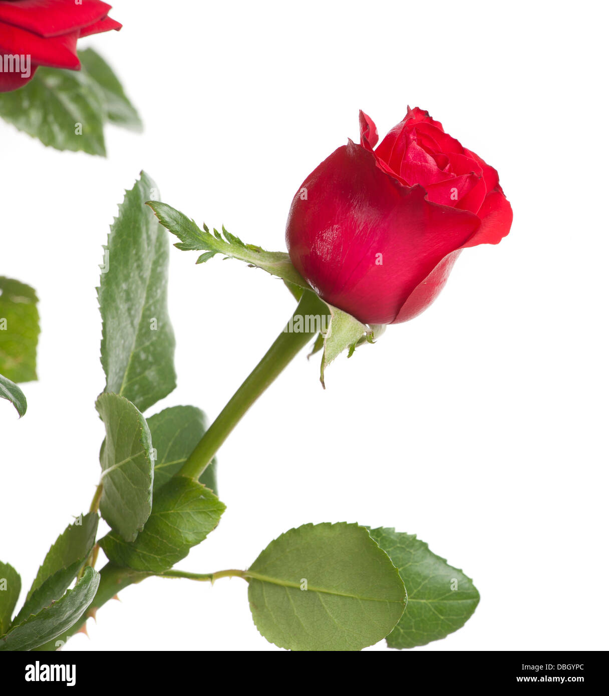 One red rose isolated on white background Stock Photo - Alamy