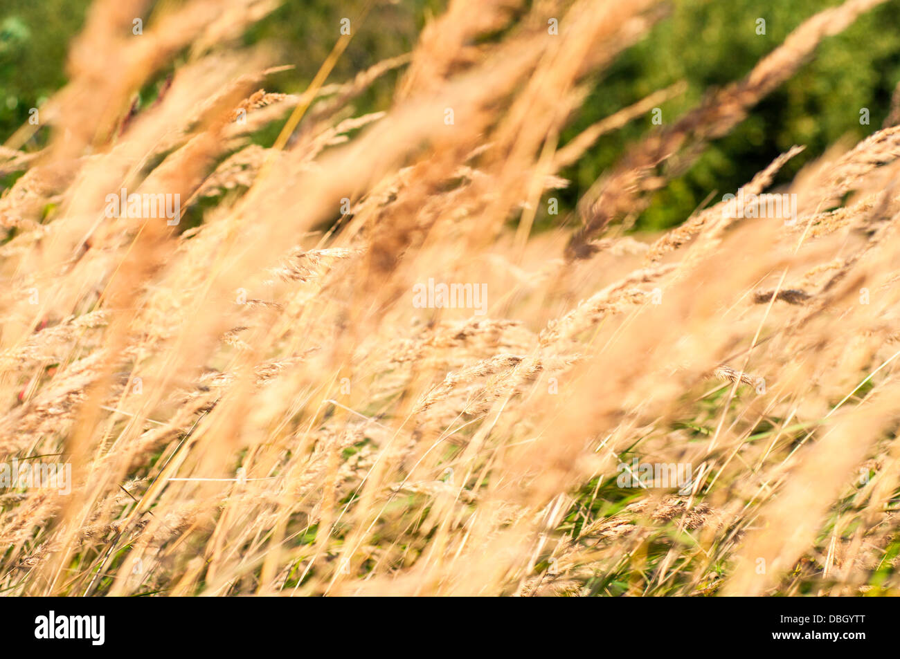 An image of dried grass Stock Photo - Alamy