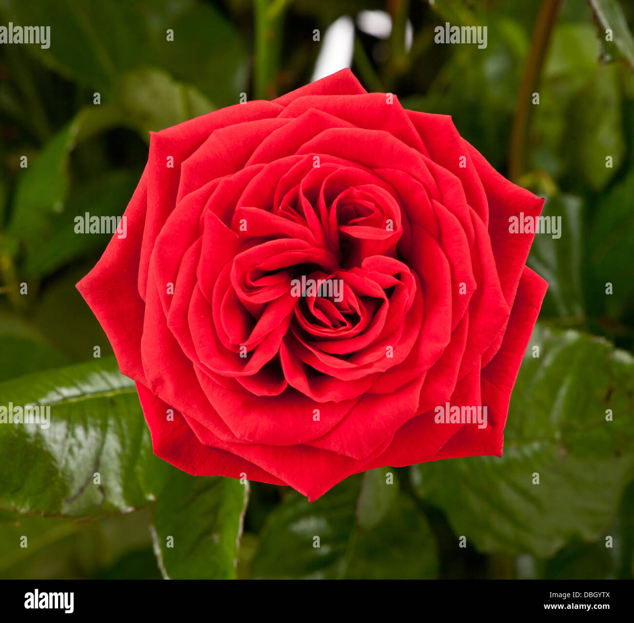 One red rose isolated on a background of green leaves Stock Photo - Alamy