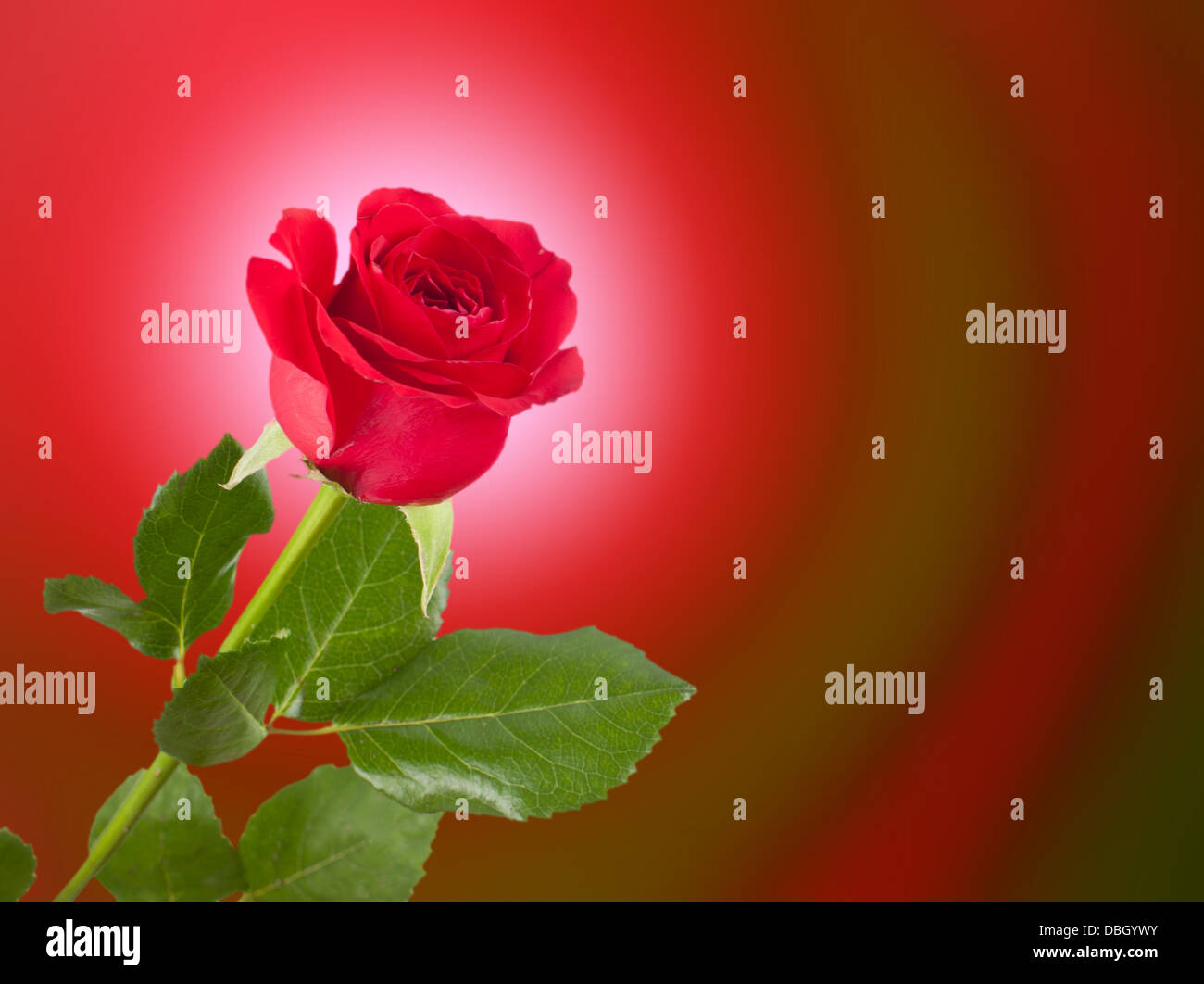One rose isolated on red background Stock Photo - Alamy