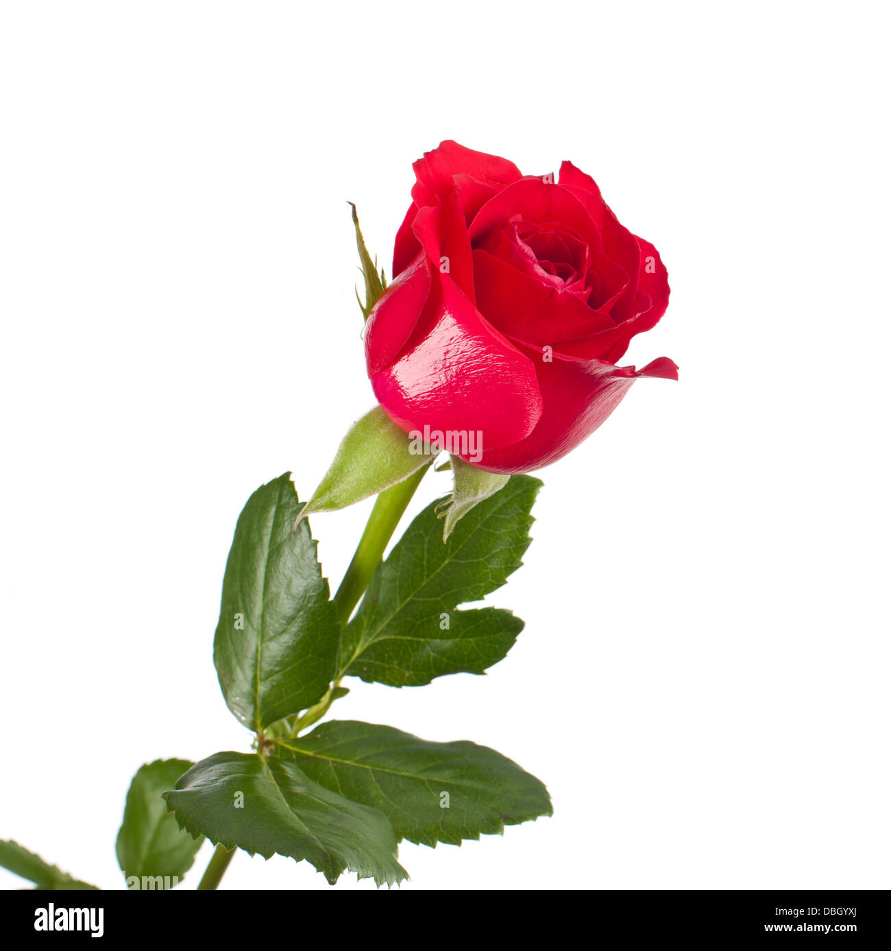 One red rose isolated on white background Stock Photo - Alamy