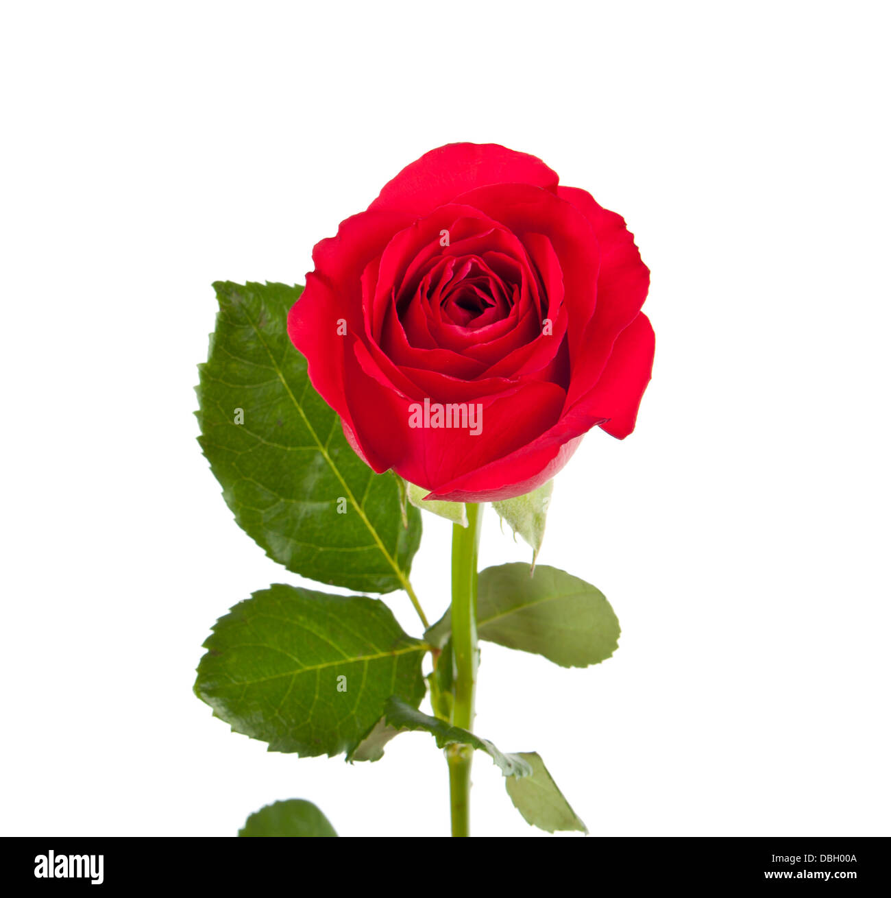 One red rose isolated on white background Stock Photo - Alamy