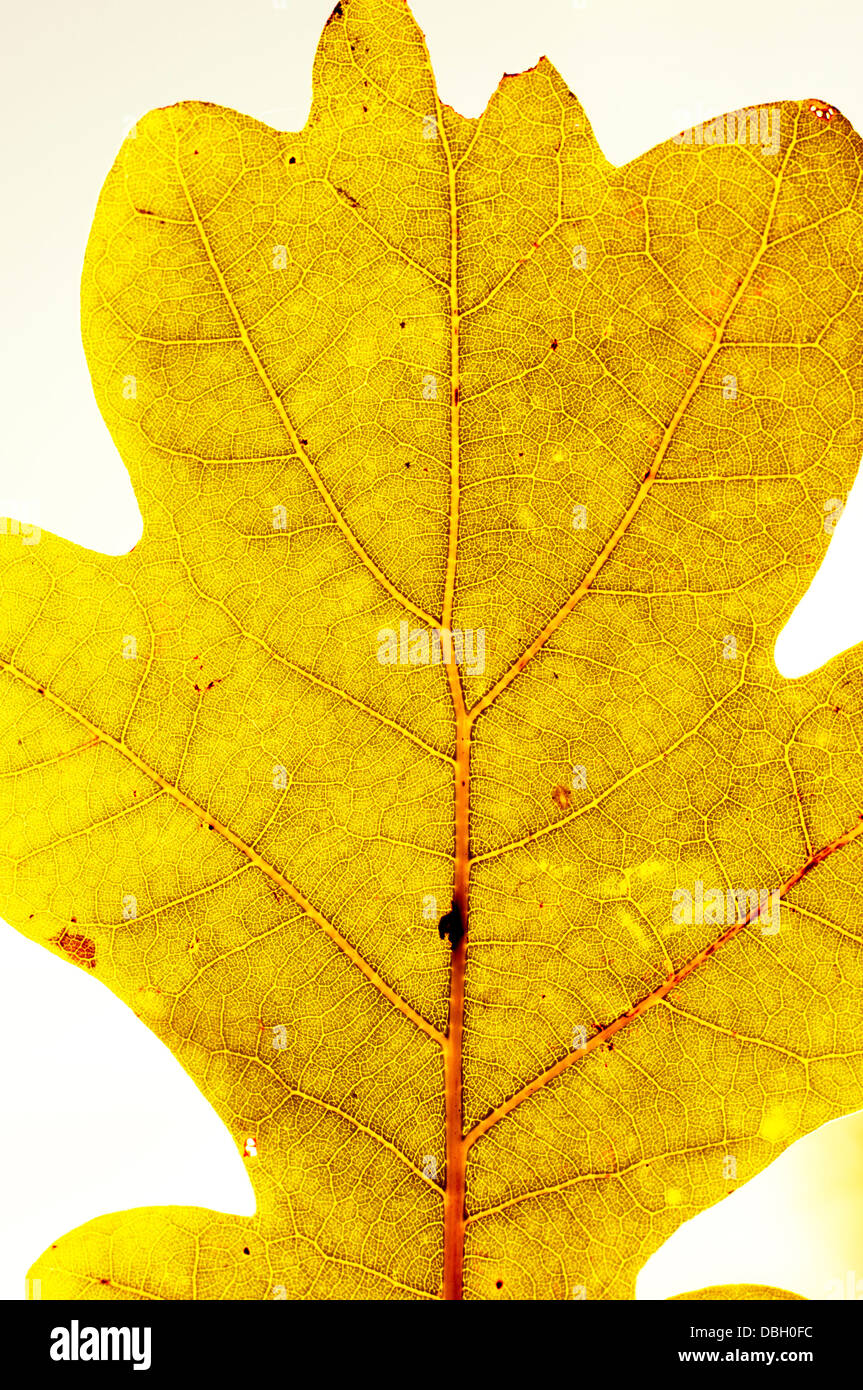 An image of leaf close up Stock Photo - Alamy