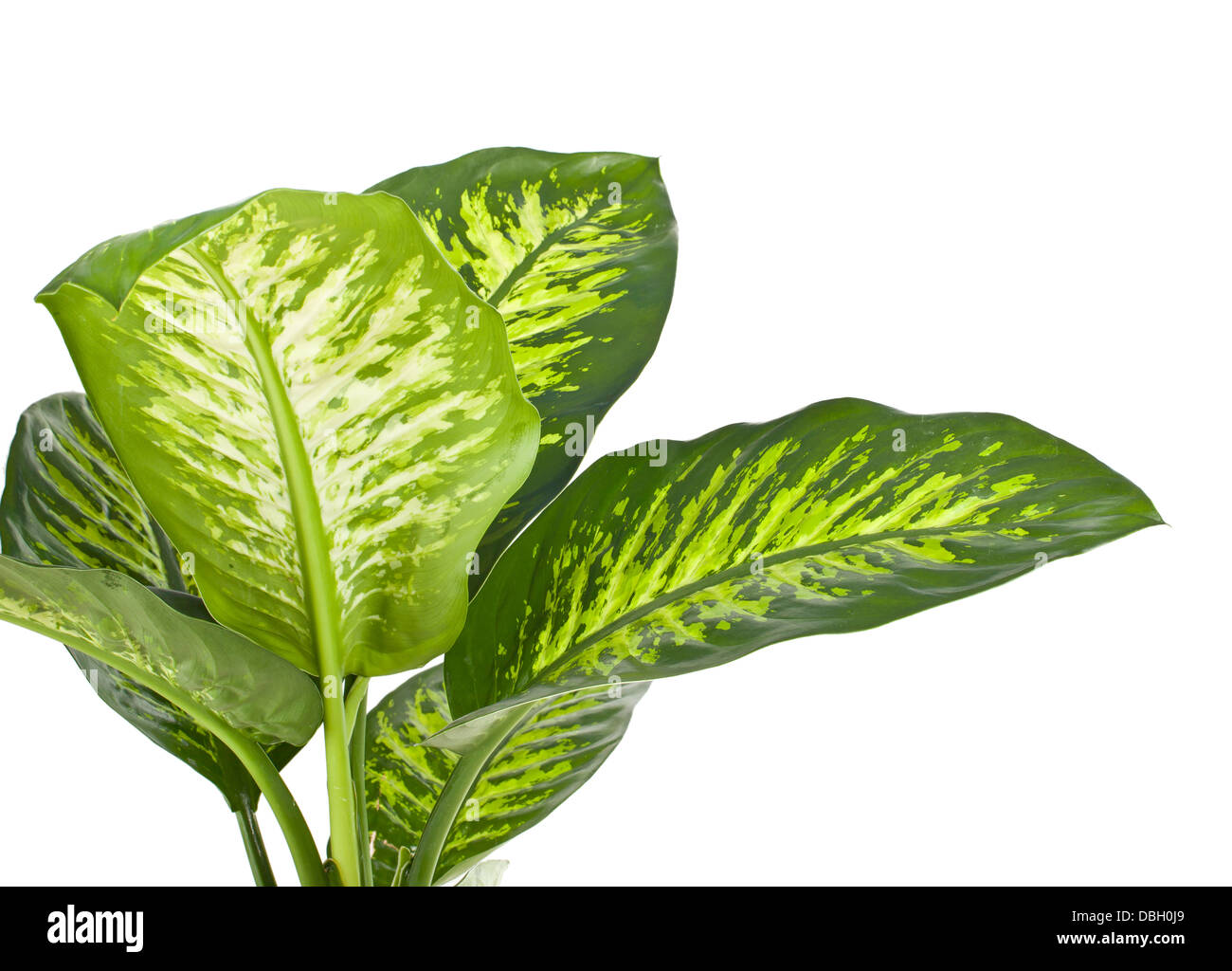 Dieffenbachia hi-res stock photography and images - Alamy