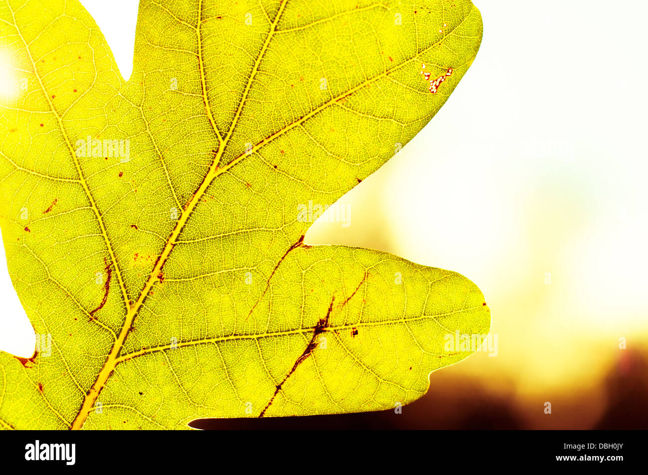 An image of leaf close up Stock Photo - Alamy