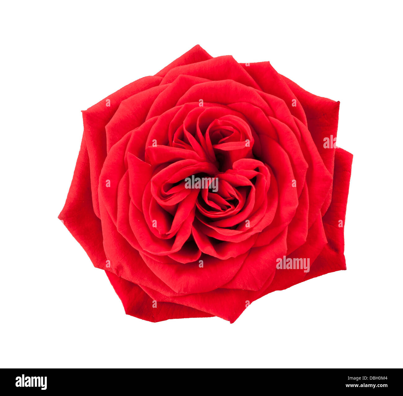 One red rose isolated on white background Stock Photo - Alamy