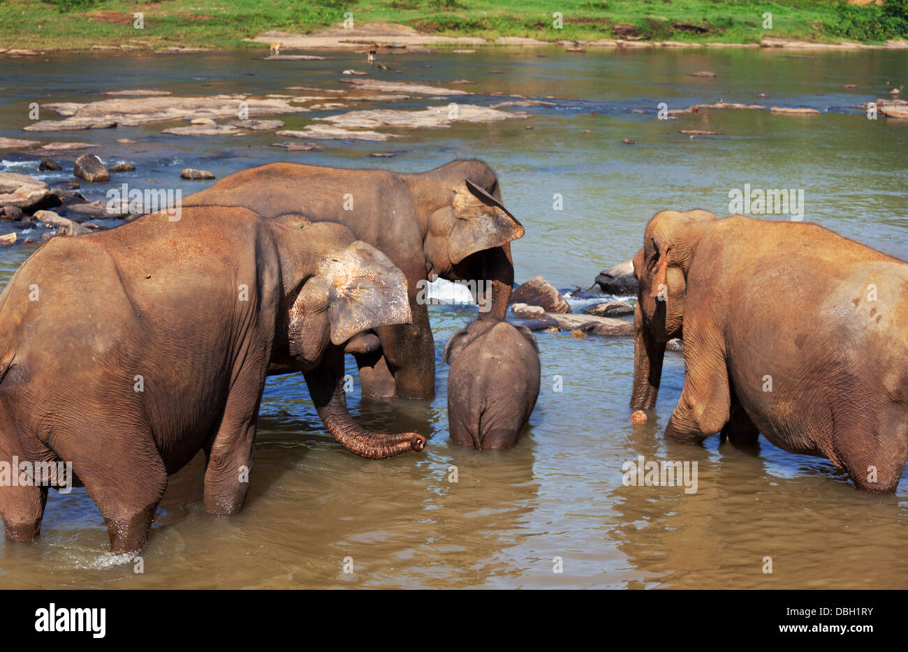 Elephant on Sri Lanka Stock Photo - Alamy