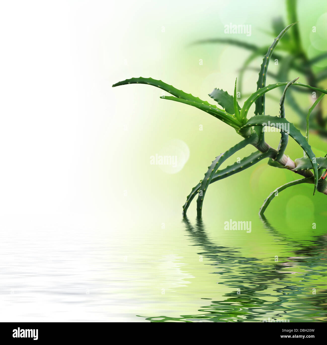 Fresh aloe vera hi-res stock photography and images - Alamy