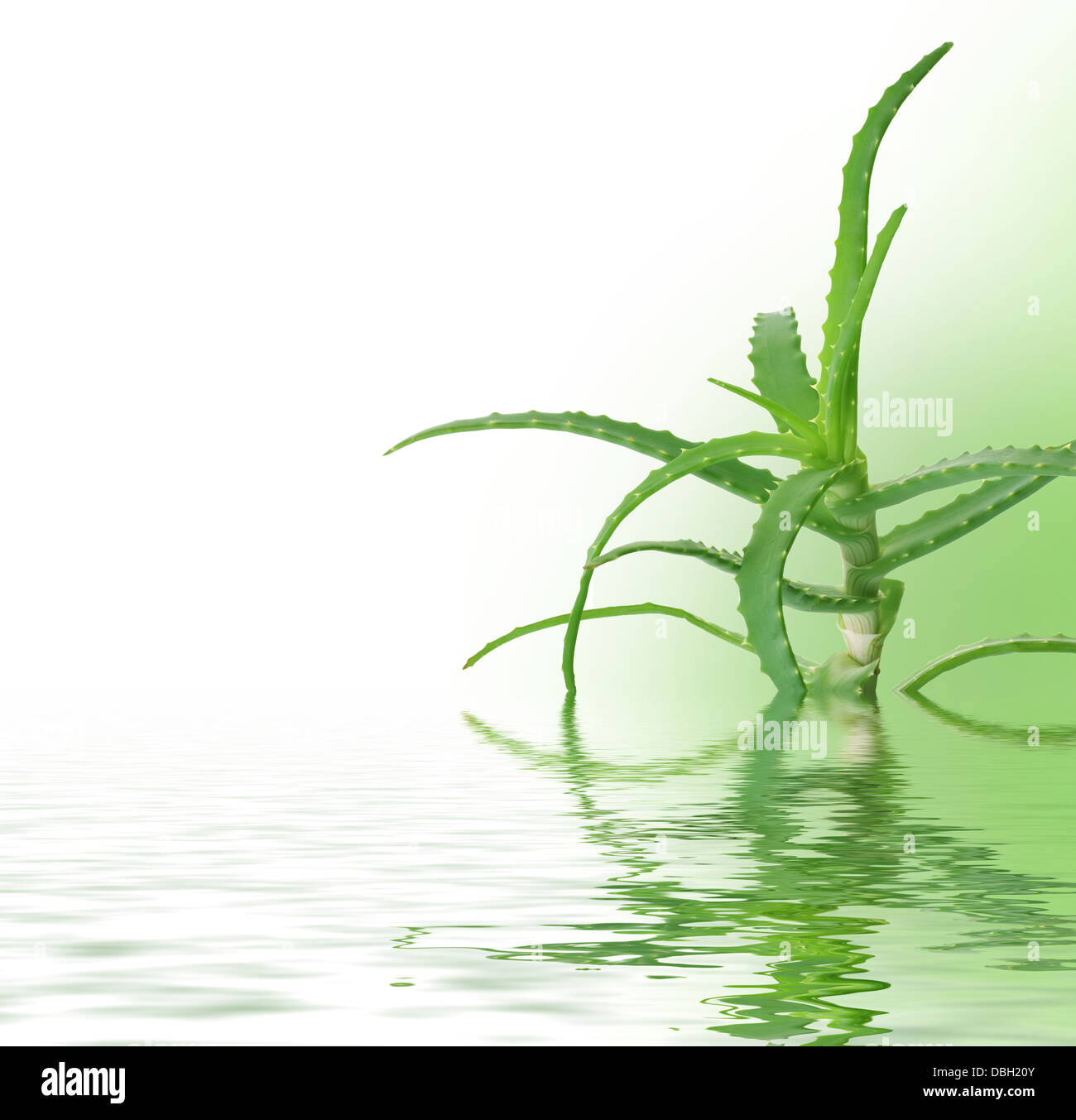 Fresh aloe vera hi-res stock photography and images - Alamy