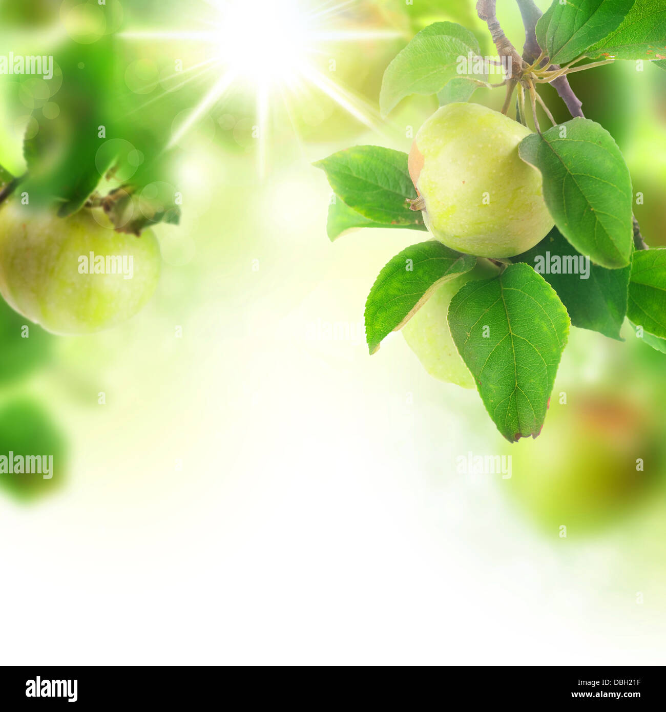 Beautiful Fresh Apples In Orchard Stock Photo - Alamy