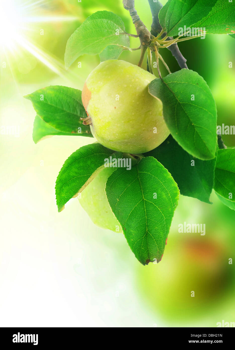 Beautiful apple tree yellow apples hi-res stock photography and images ...