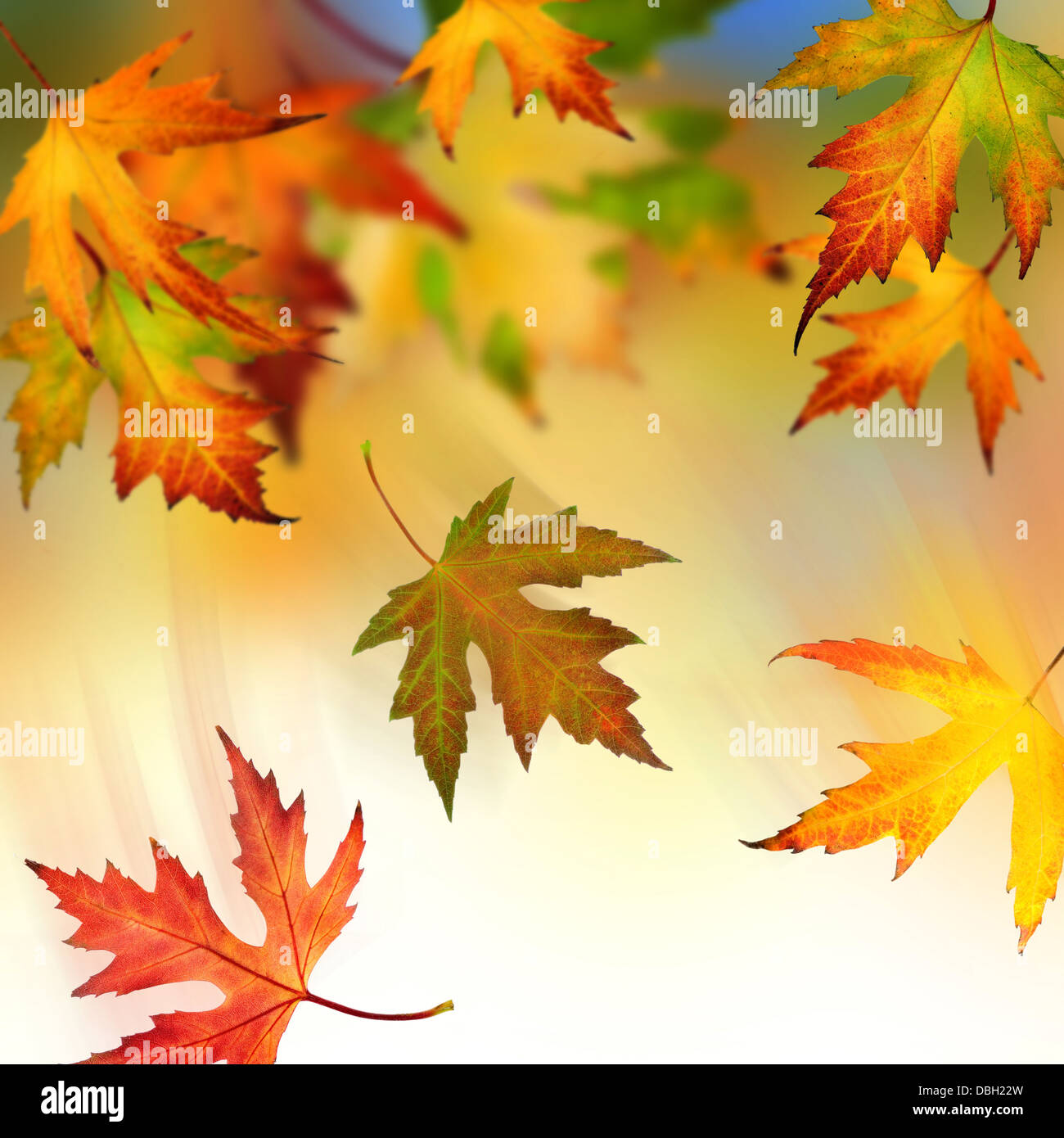 Falling Autumn Leaves Stock Photo - Alamy