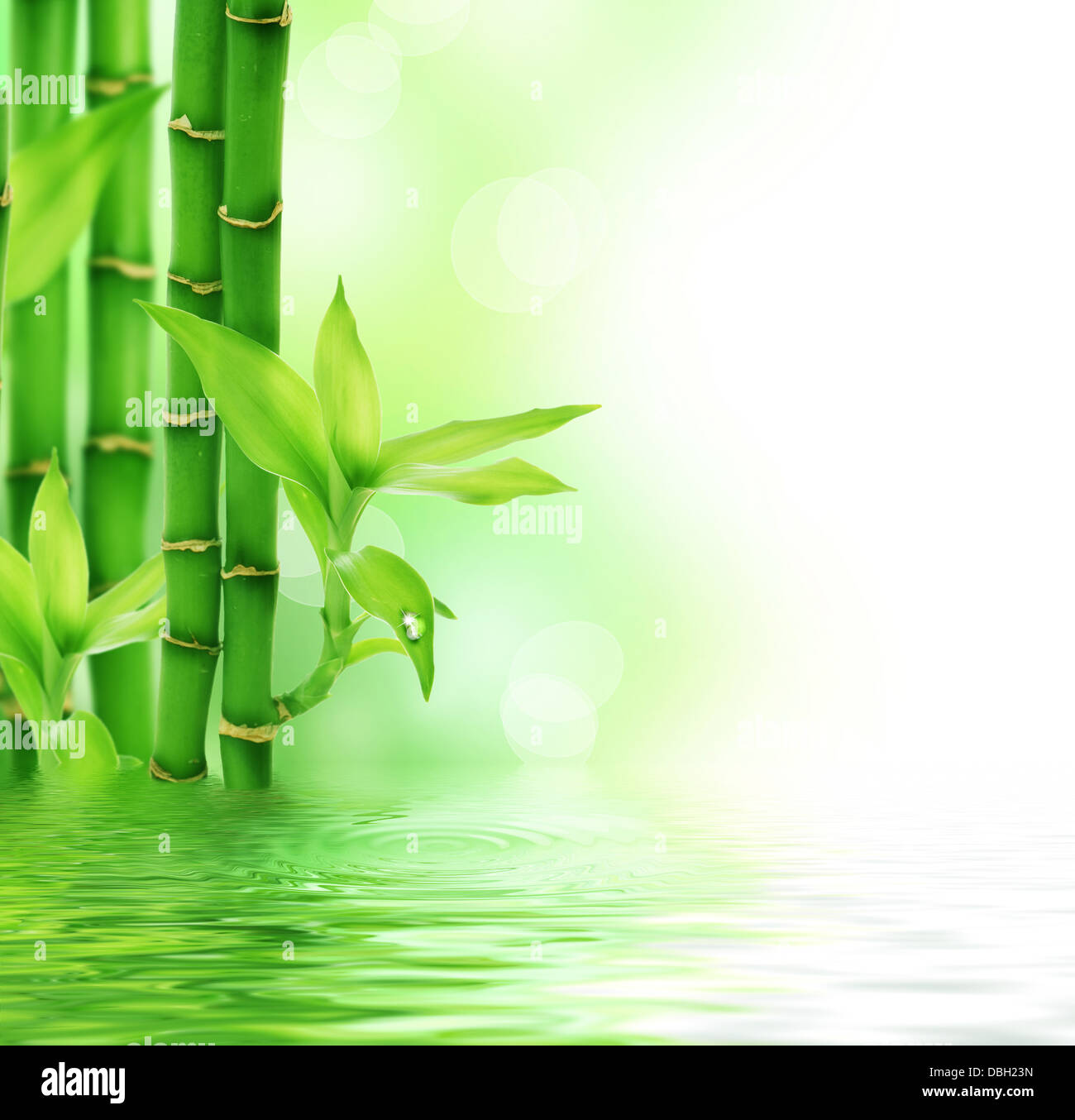 Beautiful Fresh Bamboo Stock Photo - Alamy