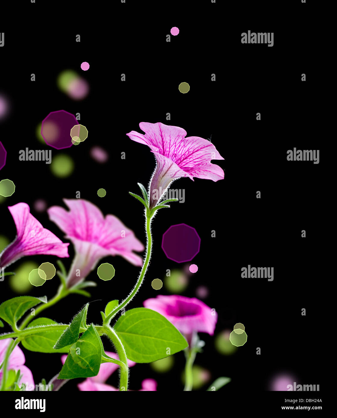 Bells Flowers Border Stock Photo - Alamy