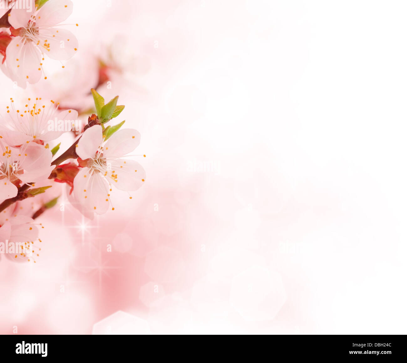 Beautiful Flowers Border Stock Photo - Alamy