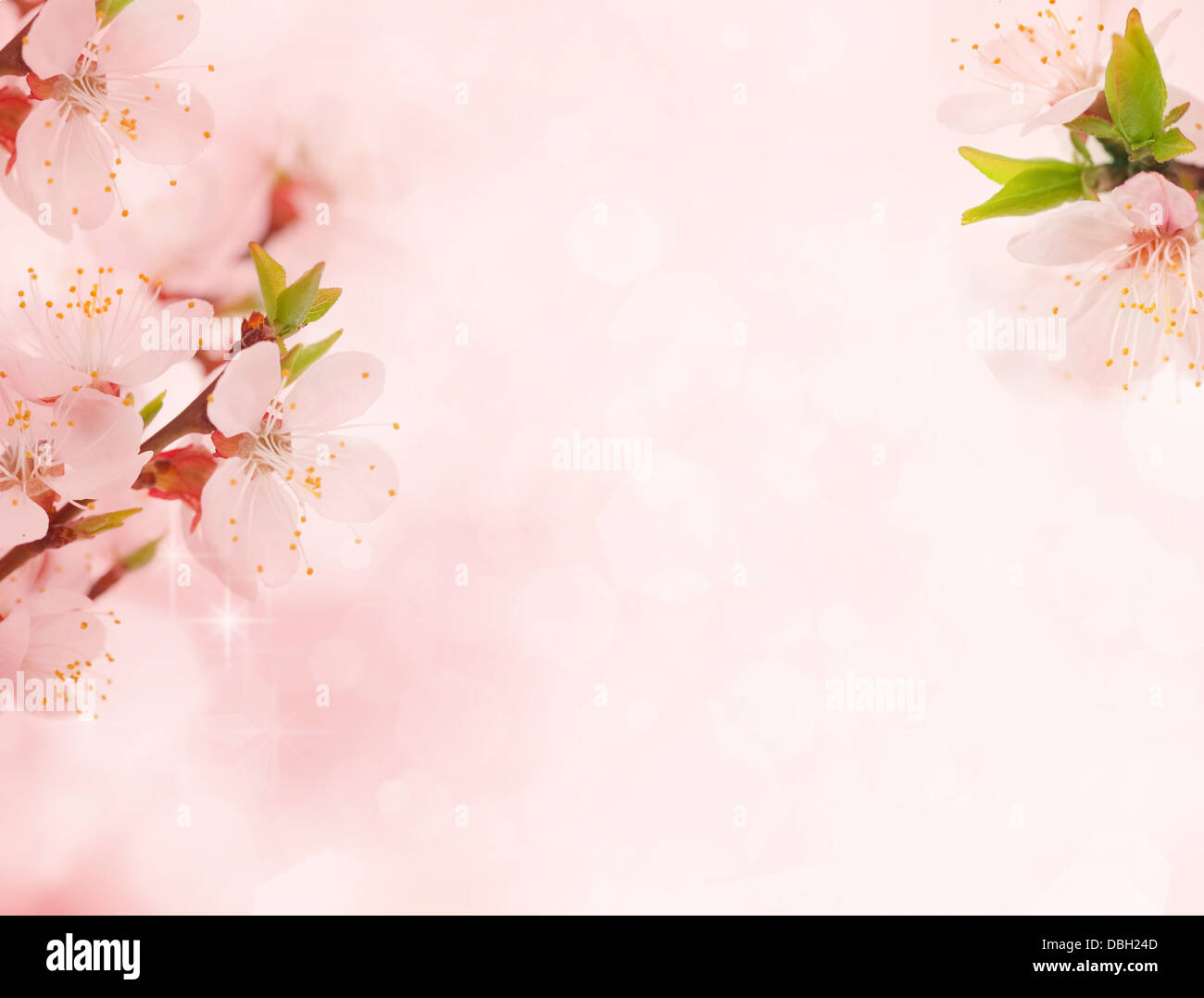 Beautiful Flowers Frame Stock Photo - Alamy