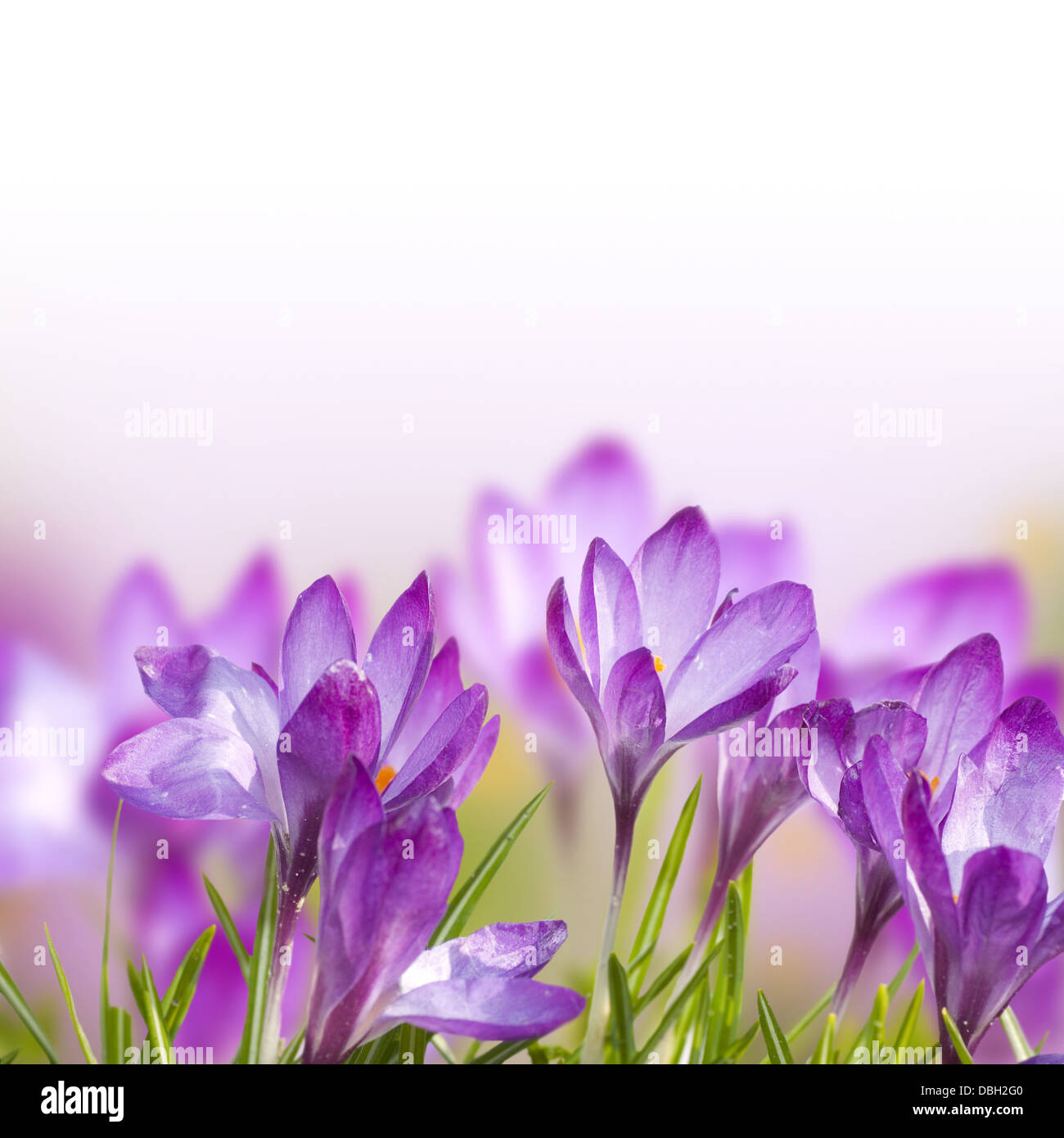 Beautiful Spring Flowers Stock Photo - Alamy