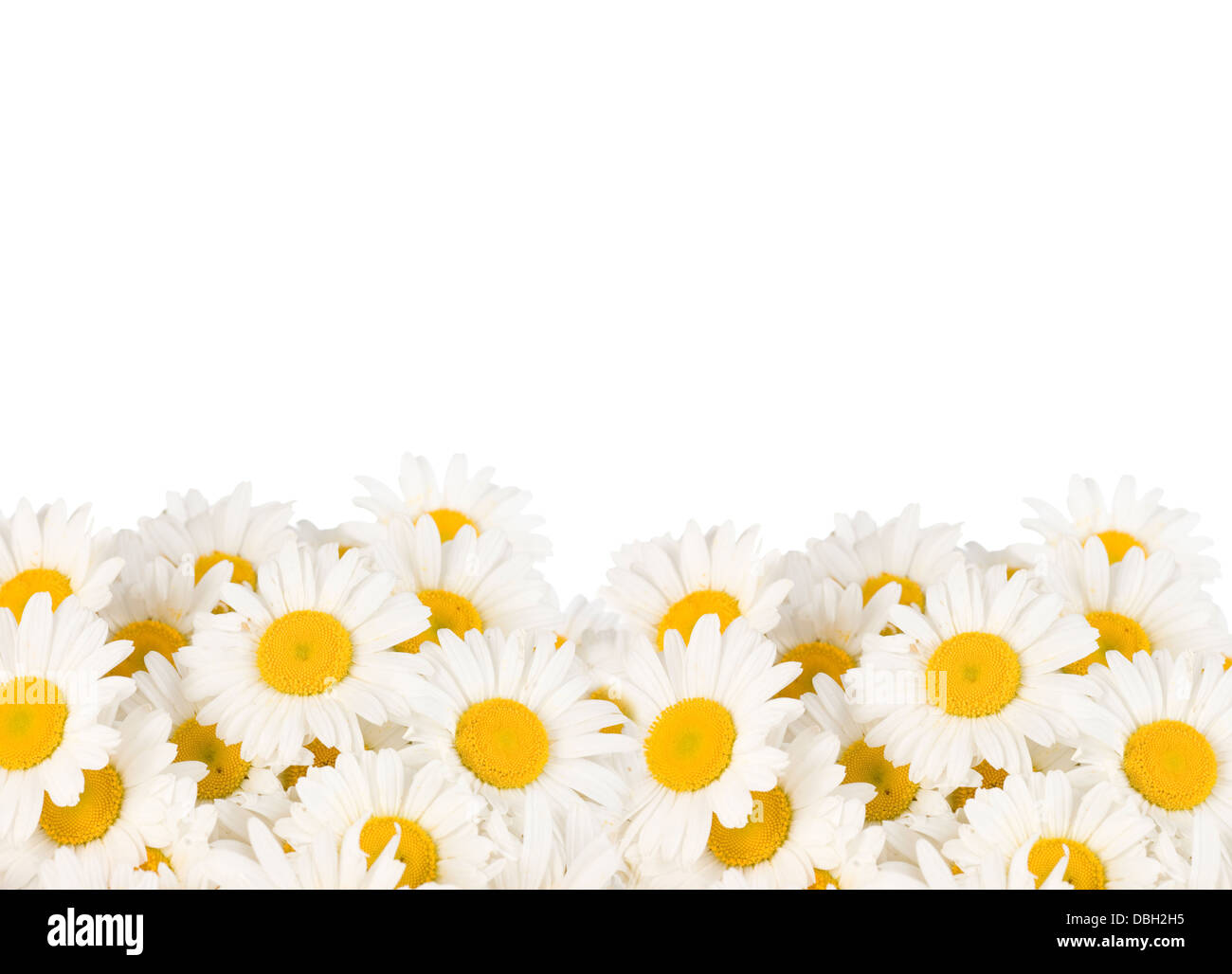 Daisy border hi-res stock photography and images - Alamy