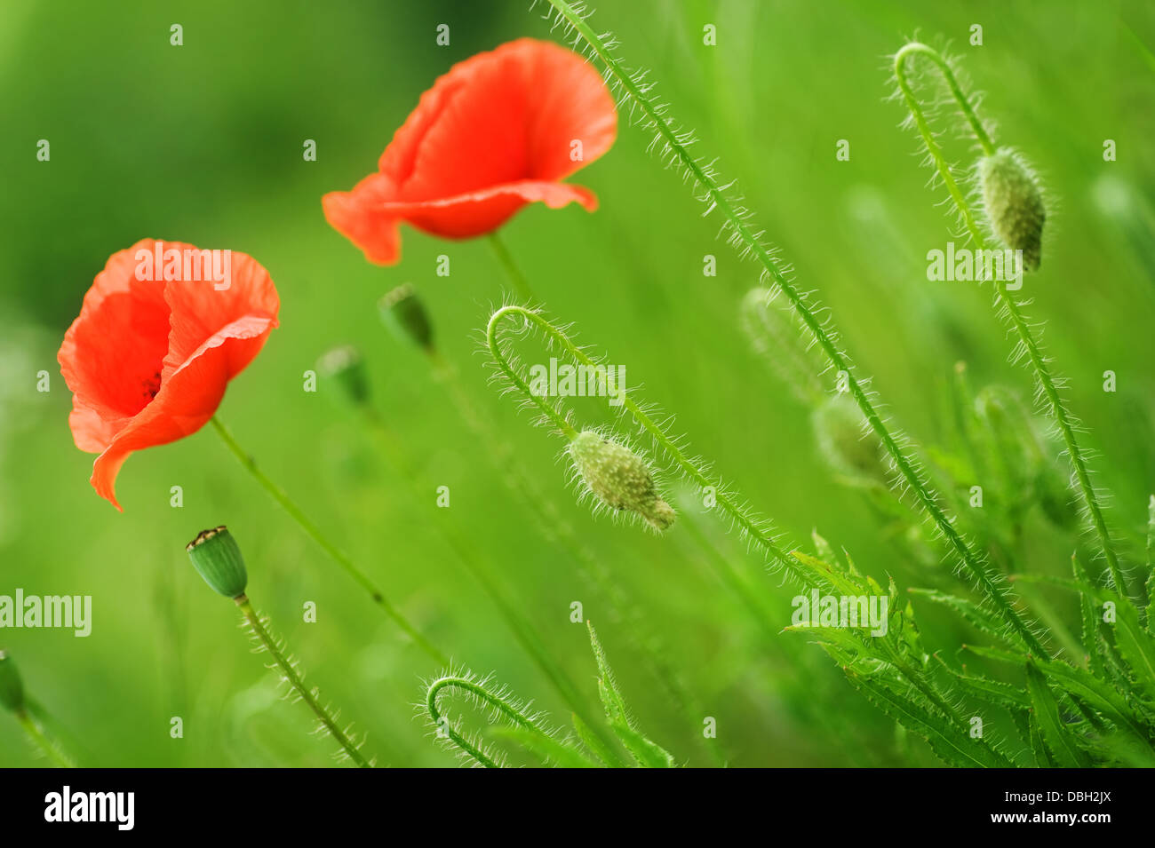 Garden corner poppies hi-res stock photography and images - Alamy