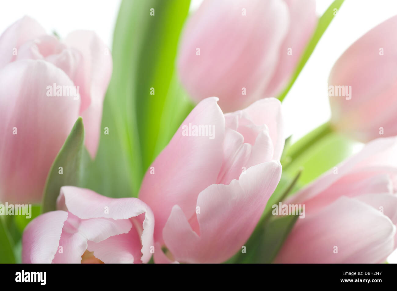 Spring Tulips Background Stock Photo - Alamy