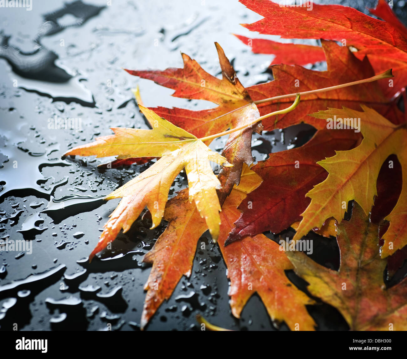 Autumn wet leaves over black Stock Photo - Alamy