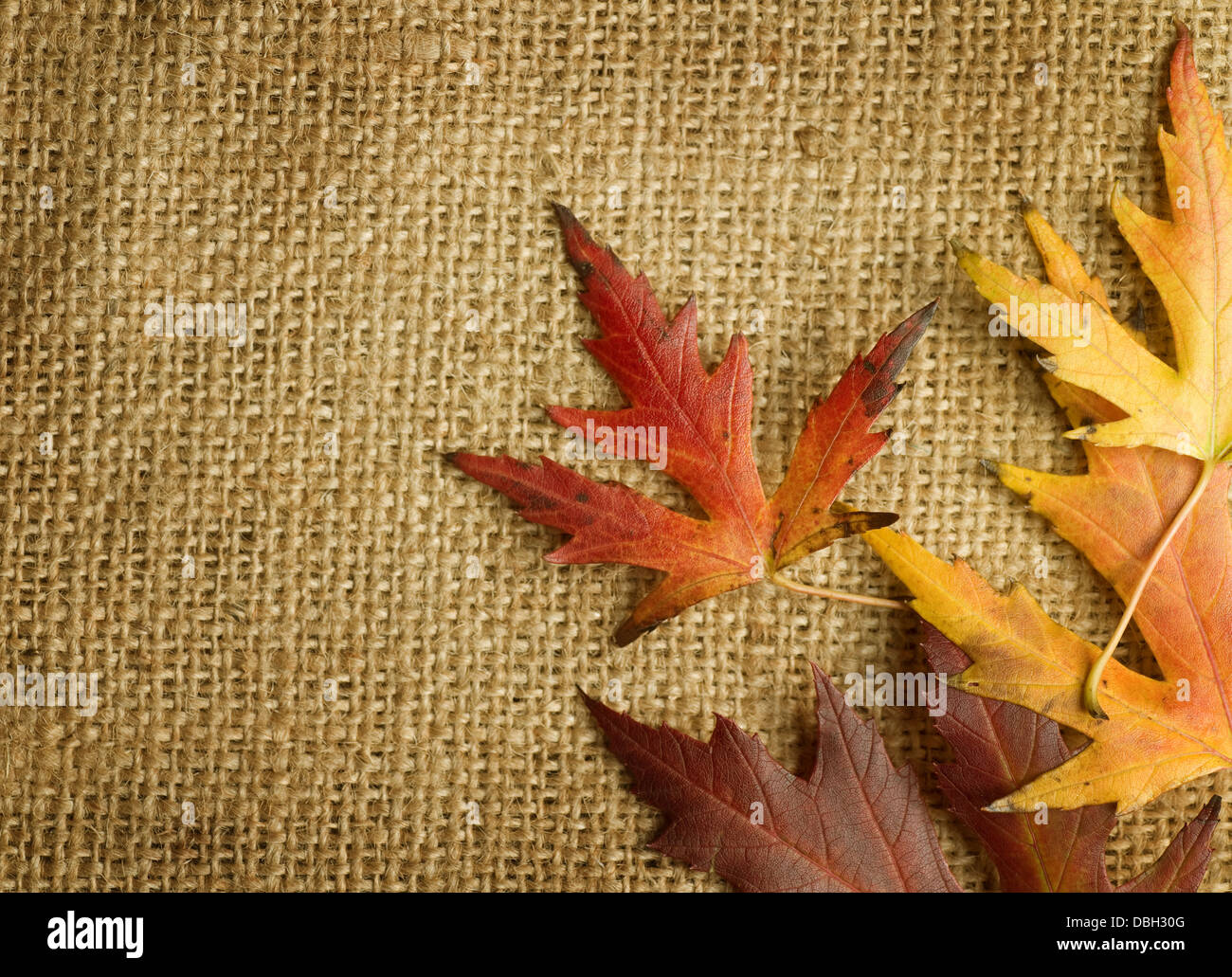 Autumn Leaves over Burlap background Stock Photo - Alamy