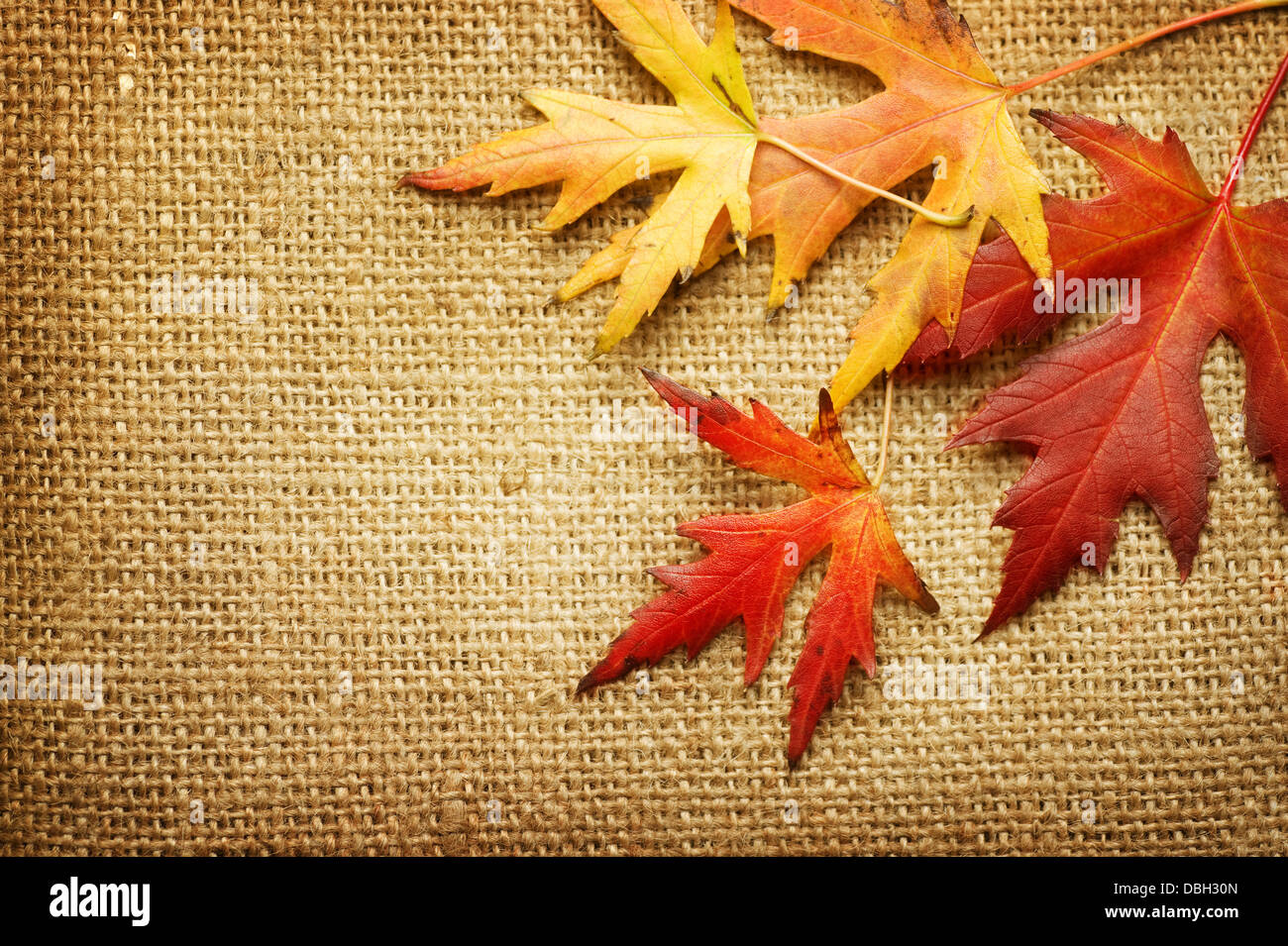 Autumn Leaves over Burlap background Stock Photo - Alamy