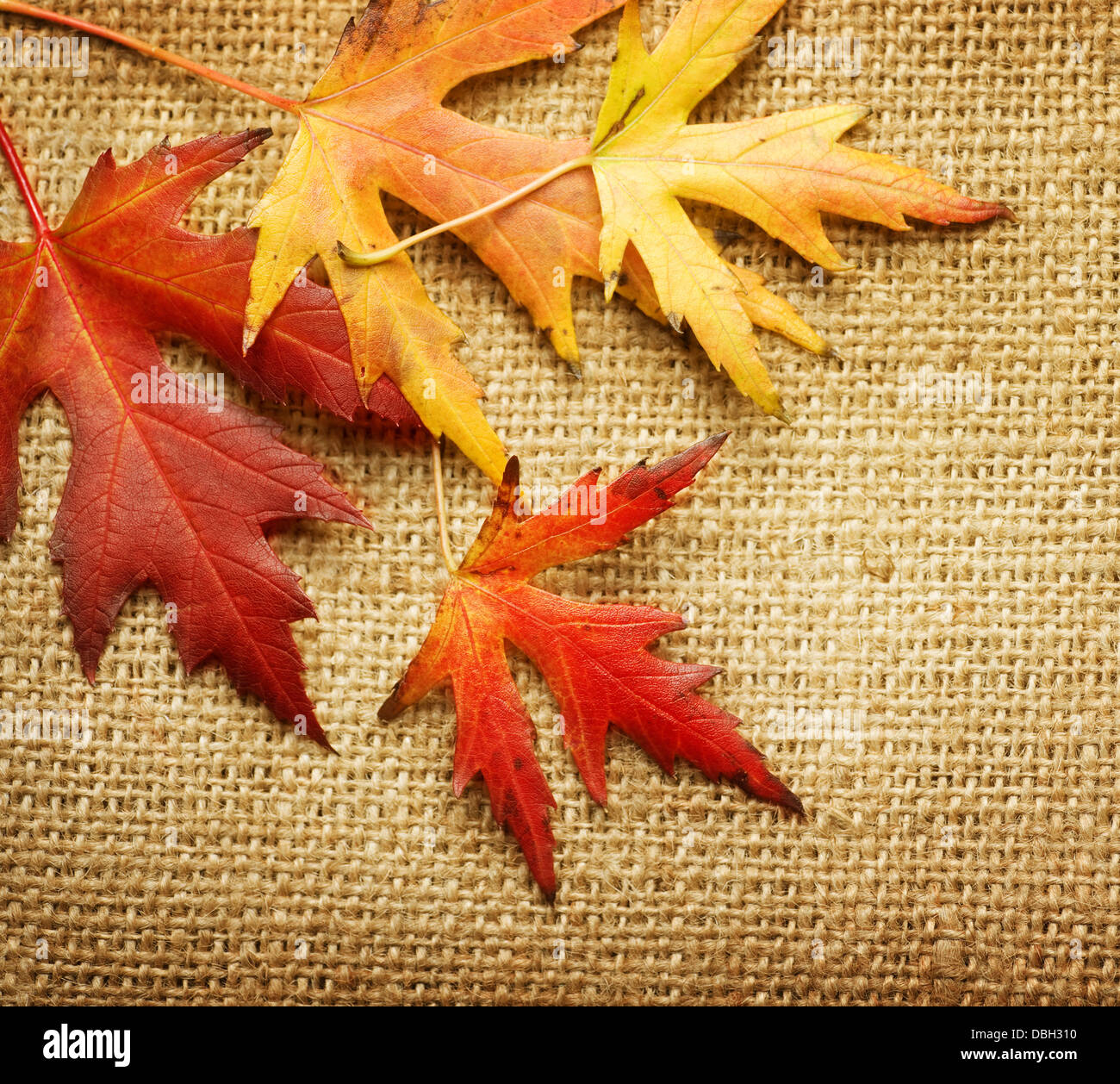 Autumn Leaves over Burlap background Stock Photo - Alamy
